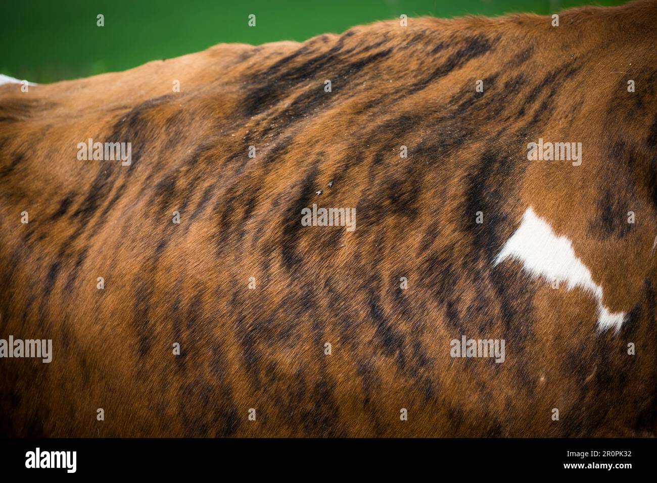 Cow of the breed Ansbach-Triesdorf cattle (Ansbach-Triesdorfer Tiger ...