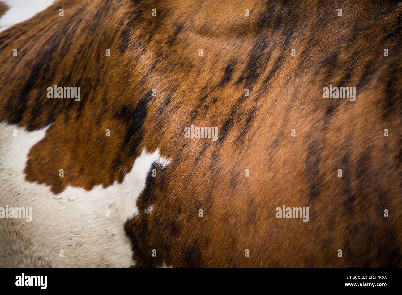 Cow of the breed Ansbach-Triesdorf cattle (Ansbach-Triesdorfer Tiger ...
