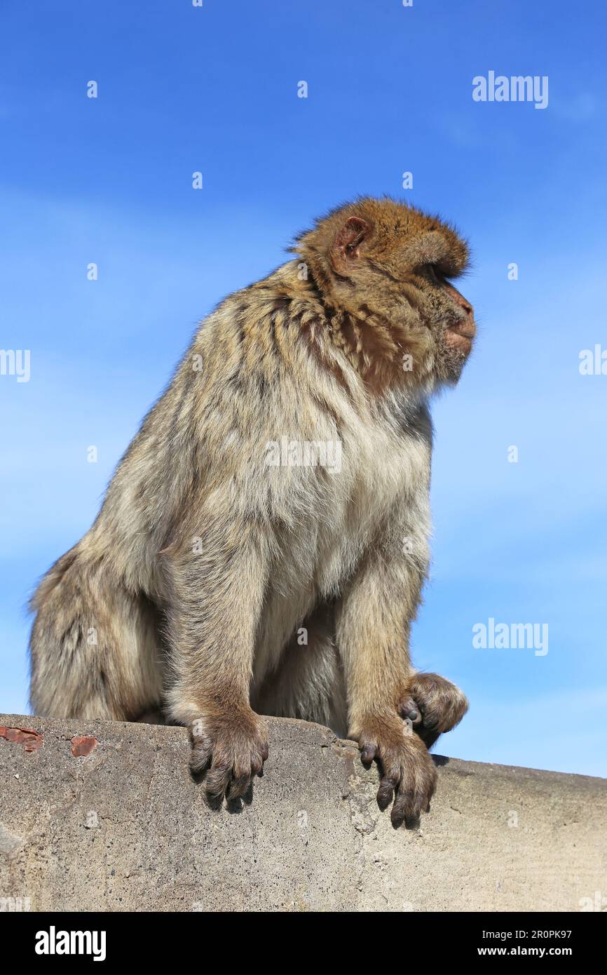 Barbary Macaque (Macaca sylvanus), aka Barbary Ape, Apes' Den, Nature ...