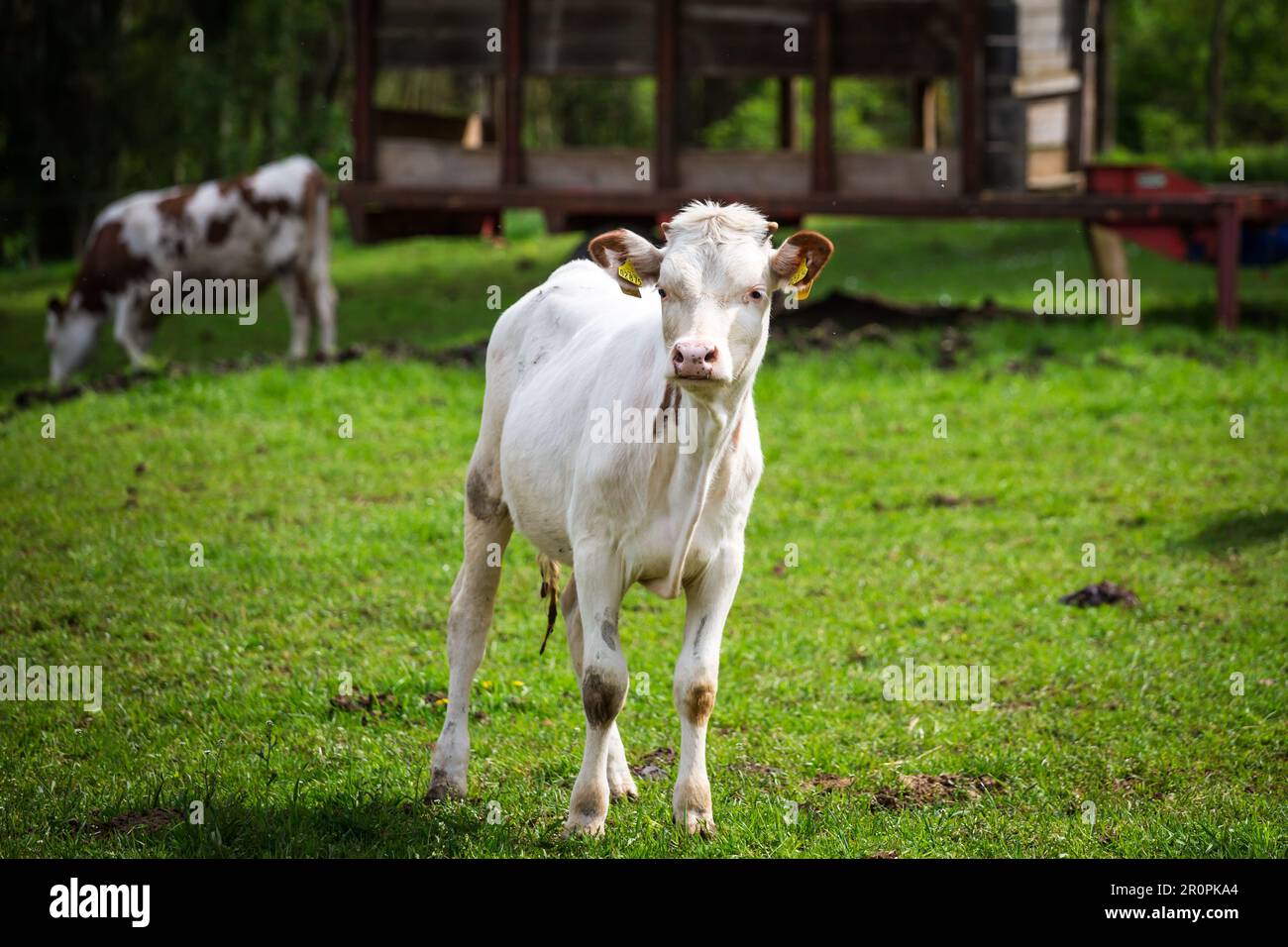 Calf of the cattle breed Simmental Fleckvieh (Simmentaler Rind Stock ...