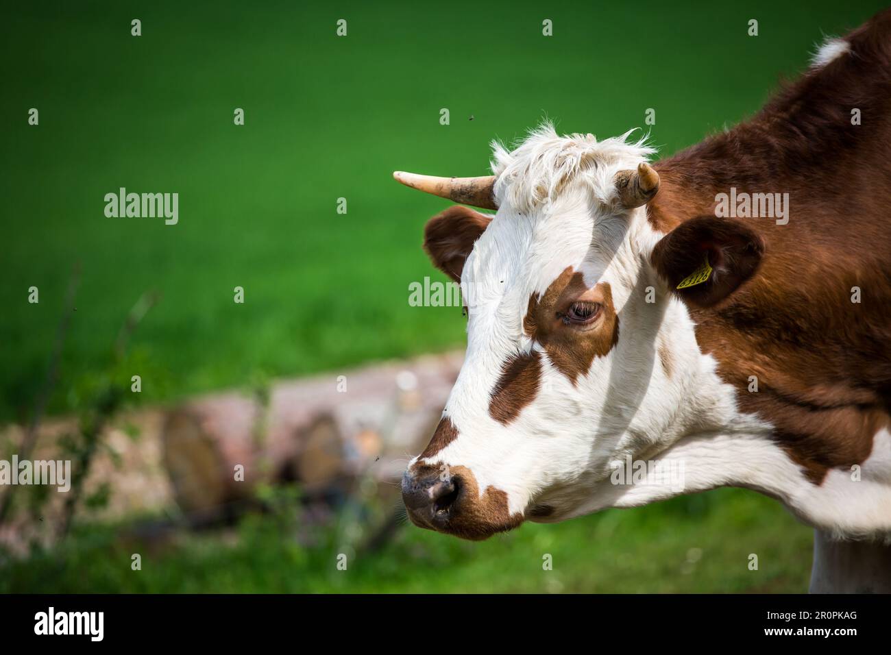 Cow of the breed Ansbach-Triesdorf cattle (Ansbach-Triesdorfer Tiger ...