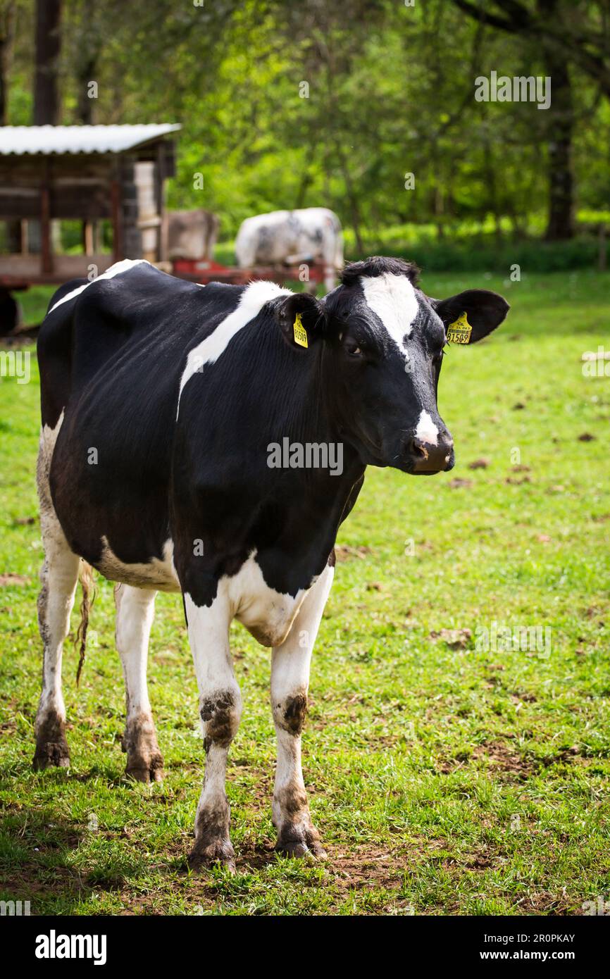 Cow of the cattle breed Holstein-Friesian Stock Photo - Alamy