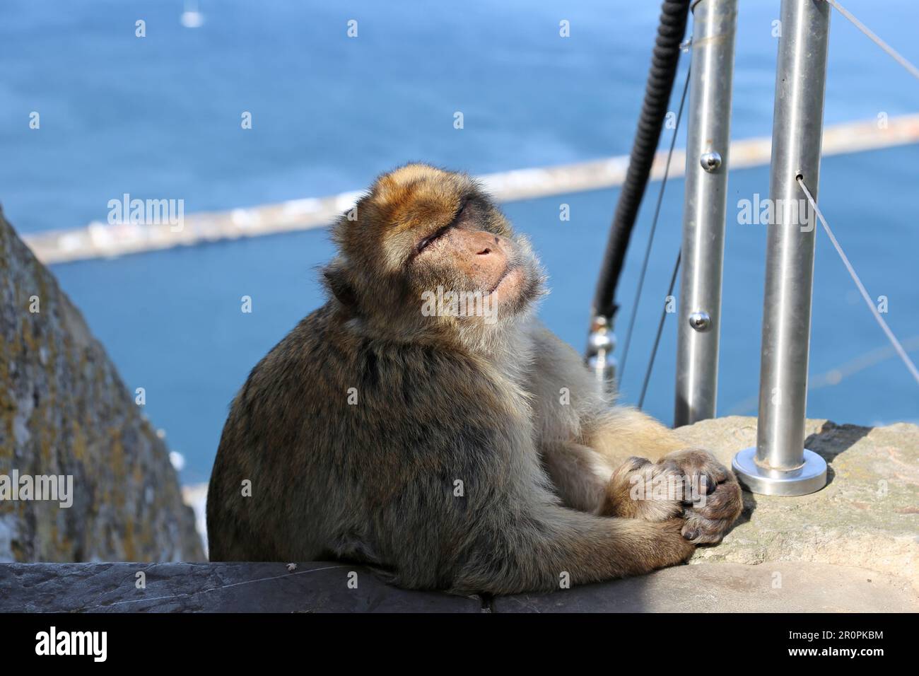 Barbary Macaque (Macaca sylvanus), aka Barbary Ape, Apes' Den, Nature ...