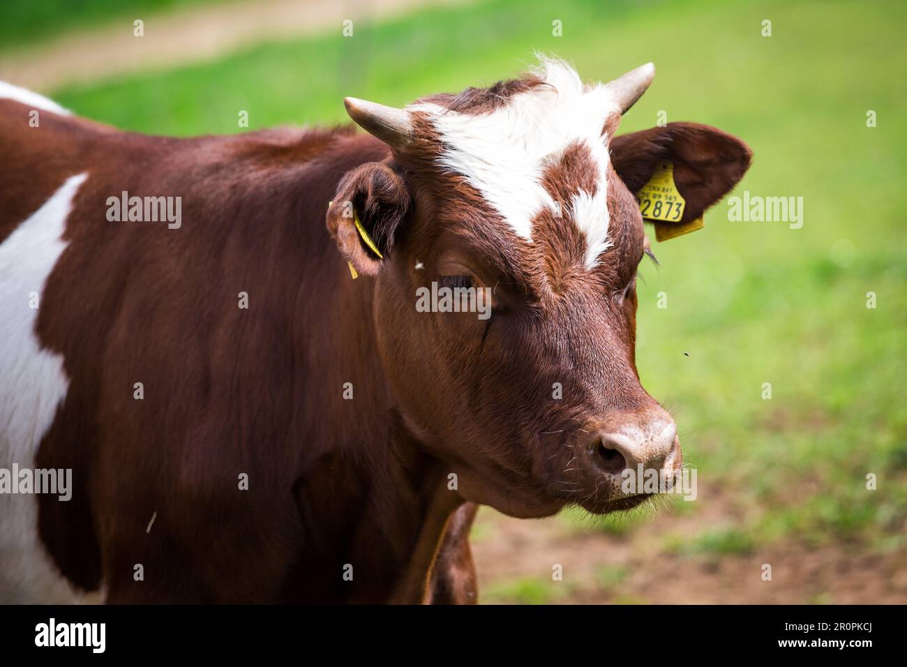 Calf of the breed Ansbach-Triesdorf cattle (Ansbach-Triesdorfer Tiger ...