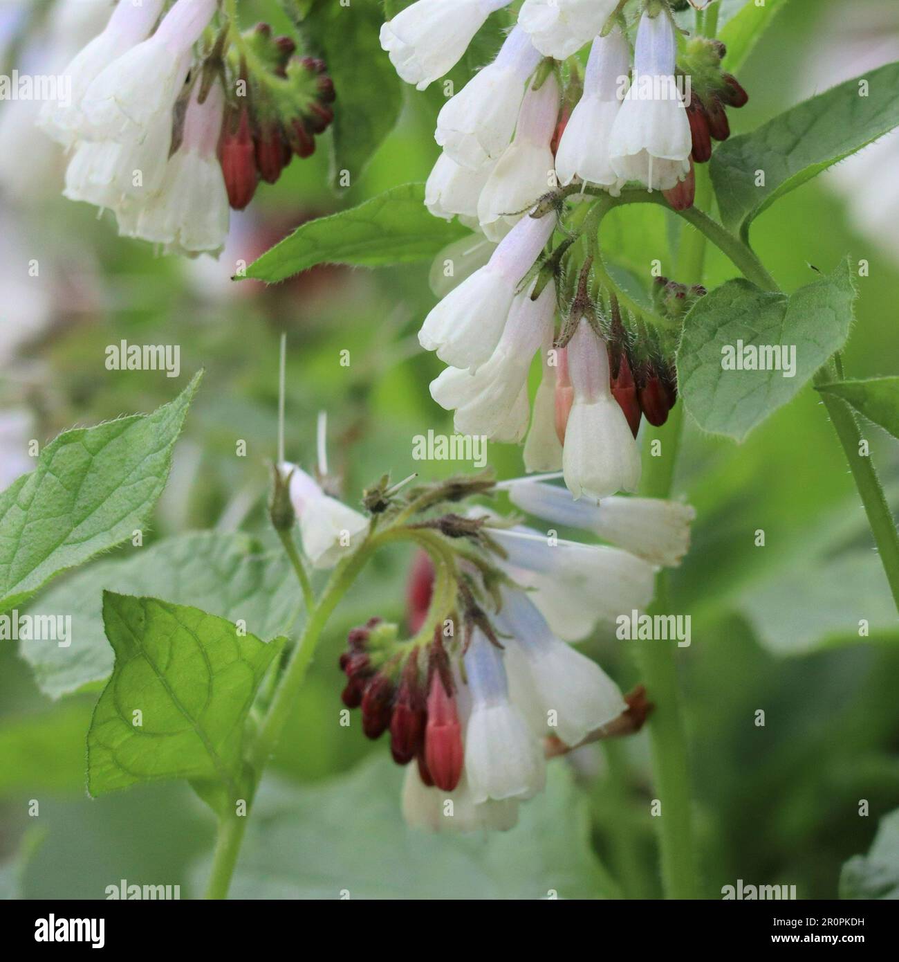 Comfrey species hi-res stock photography and images - Alamy