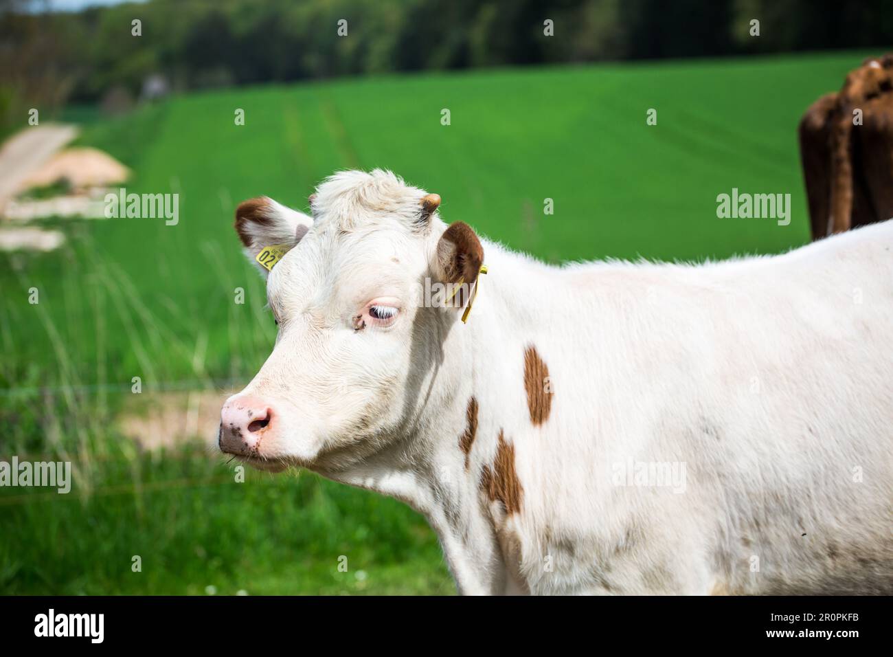Calf of the cattle breed Simmental Fleckvieh (Simmentaler Rind Stock ...