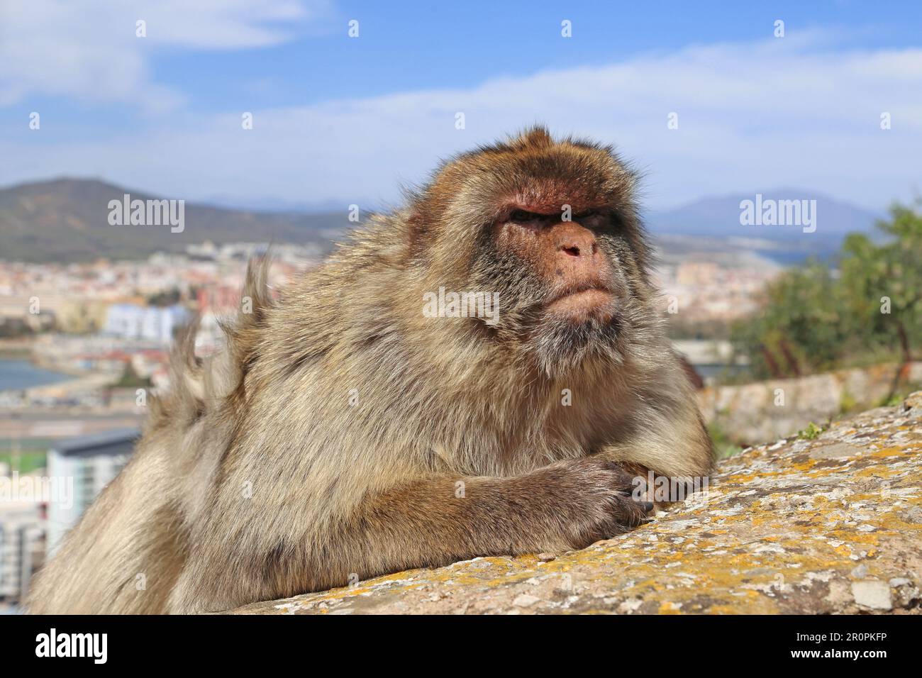 Barbary Macaque (Macaca sylvanus), aka Barbary Ape, Moorish Castle ...
