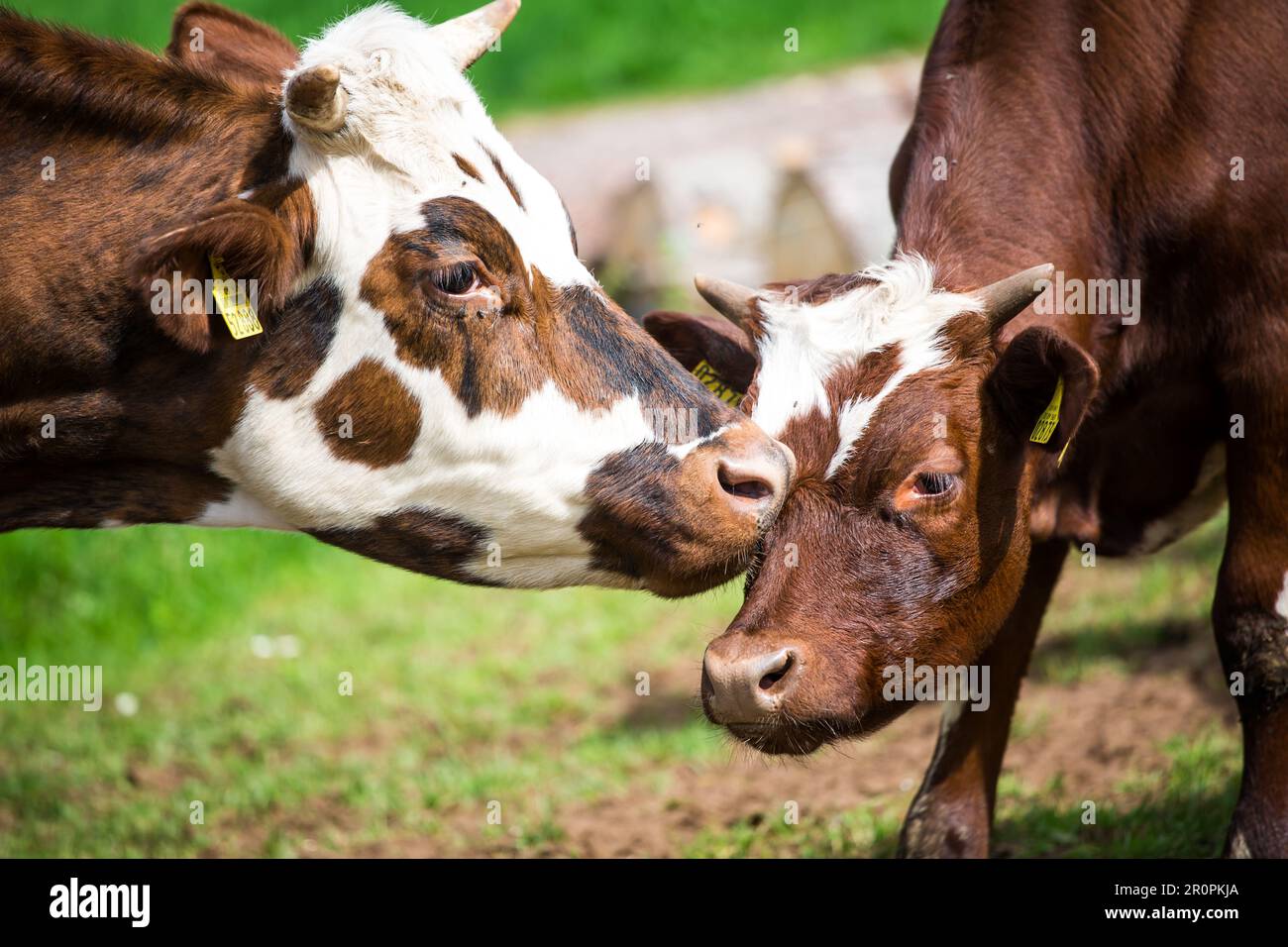 Mother cow and calf of the breed Ansbach-Triesdorf cattle (Ansbach ...