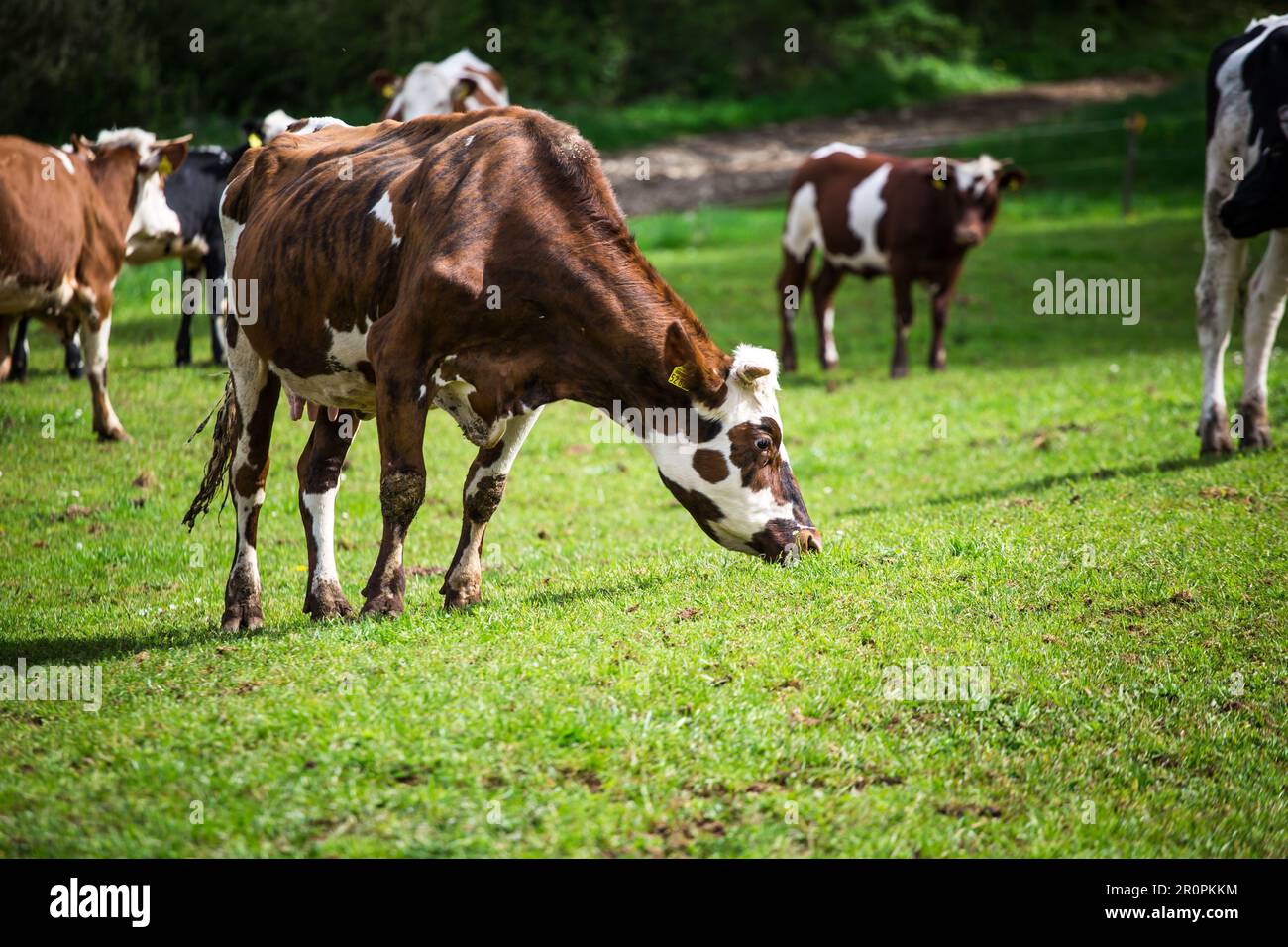 Cow of the breed Ansbach-Triesdorf cattle (Ansbach-Triesdorfer Tiger ...