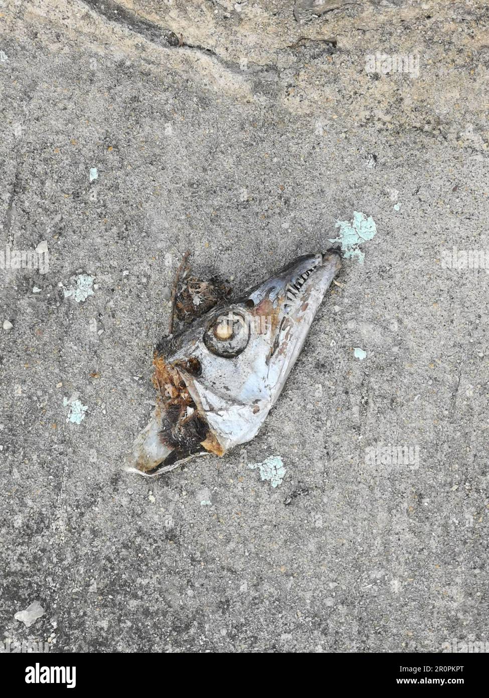 Dead fishes head lying on ground or pavement in South Korea Stock Photo ...