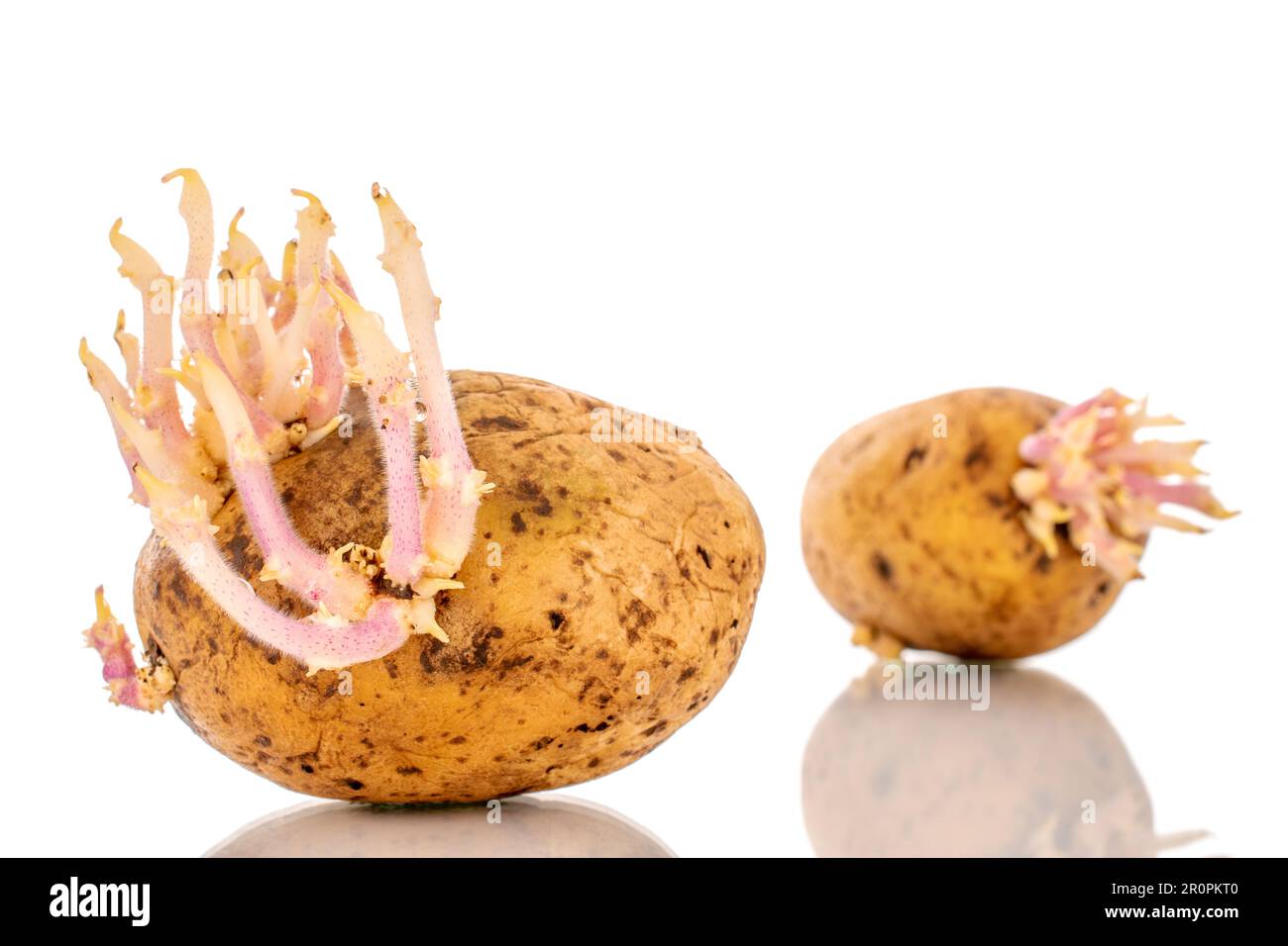 Two potatoes with sprouts, macro, isolated on a white background Stock ...