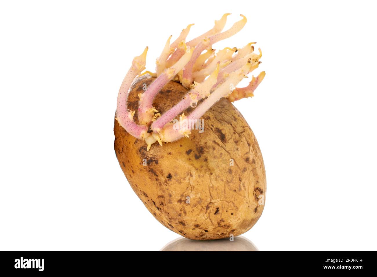 Vegetable food potato potato sprout hi-res stock photography and images ...
