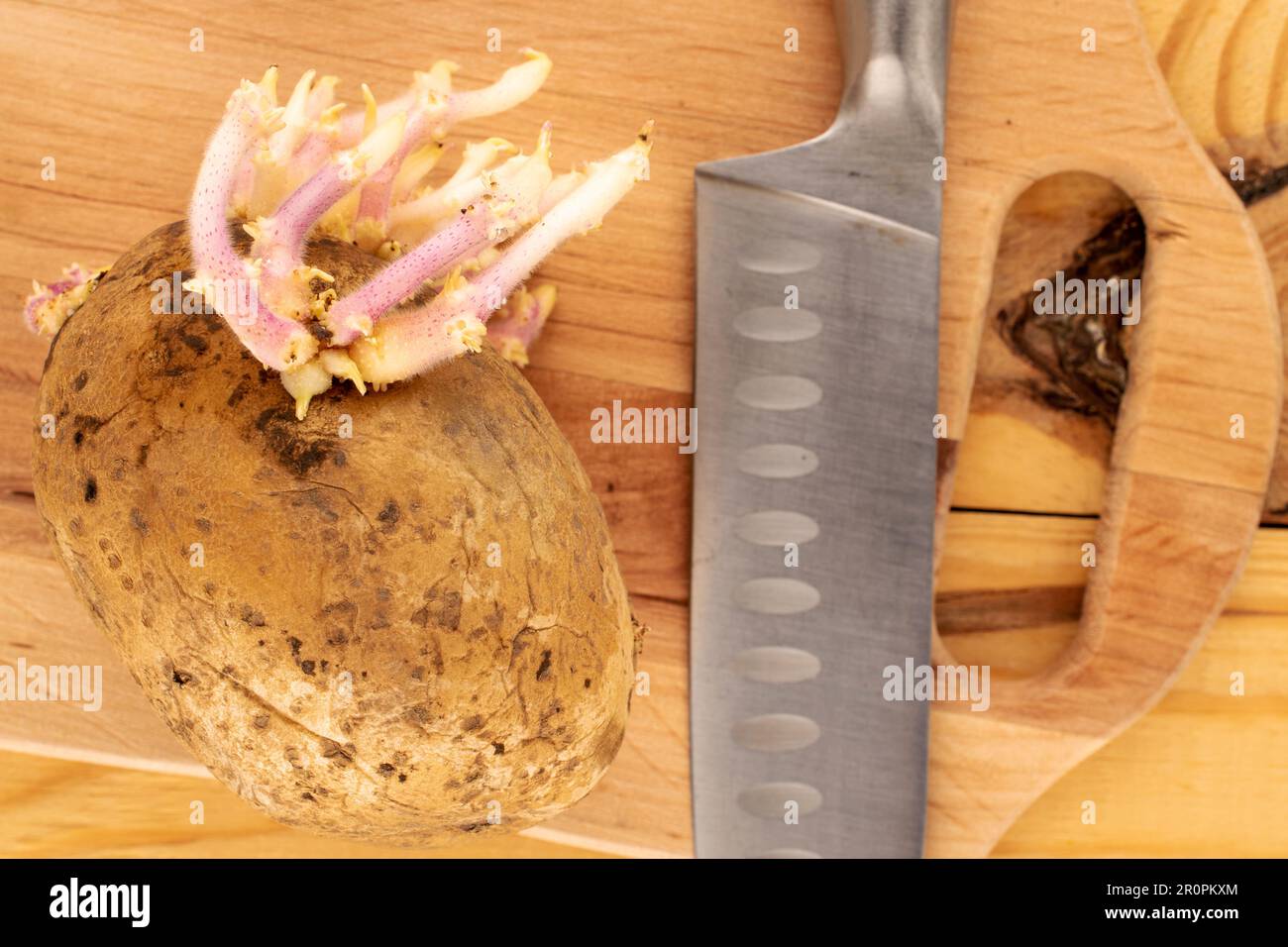 Vegetable food potato potato sprout hi-res stock photography and images ...