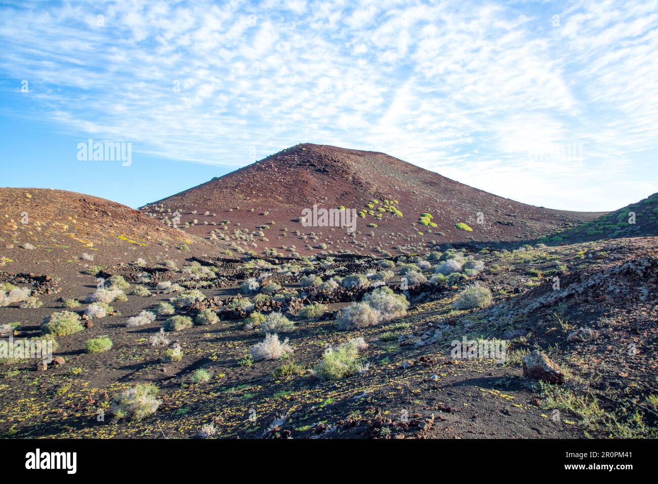 Sparse plants hi-res stock photography and images - Alamy