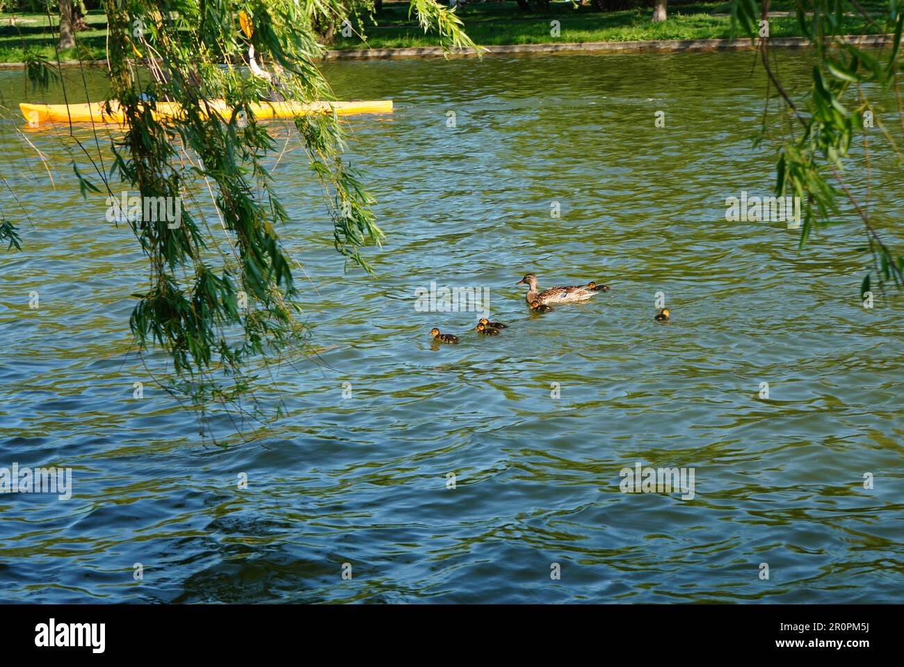Mallard female duck with ducklings dabbling on lake water with a kayak ...