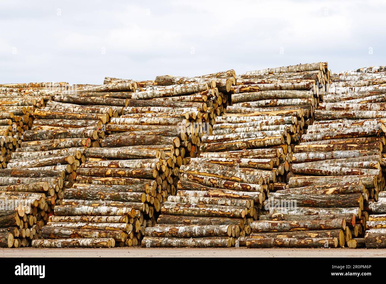 Big and tall stacks of birch logs, timber industry storage for export ...