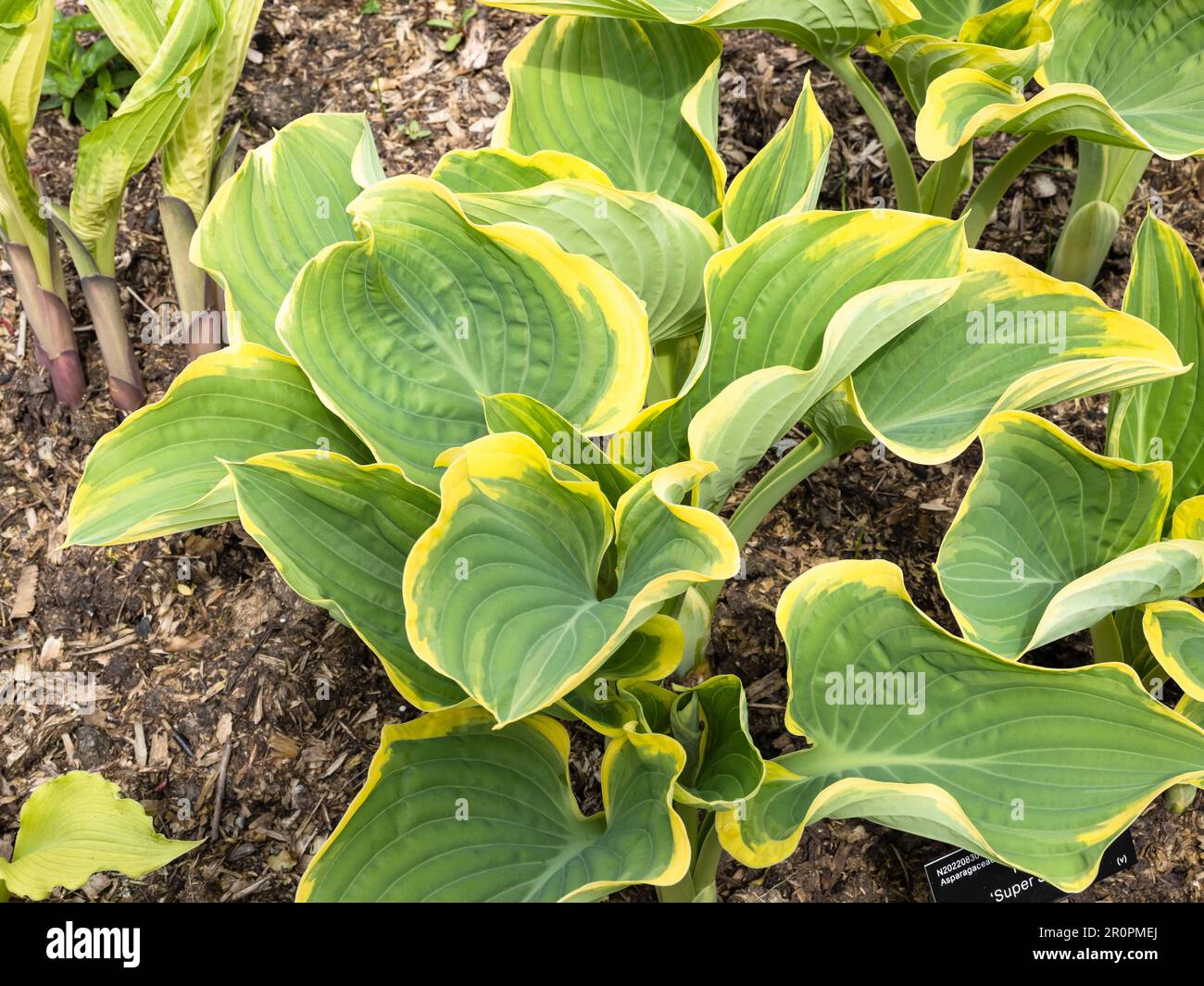 Hosta 'Super Sagae' Stock Photo - Alamy