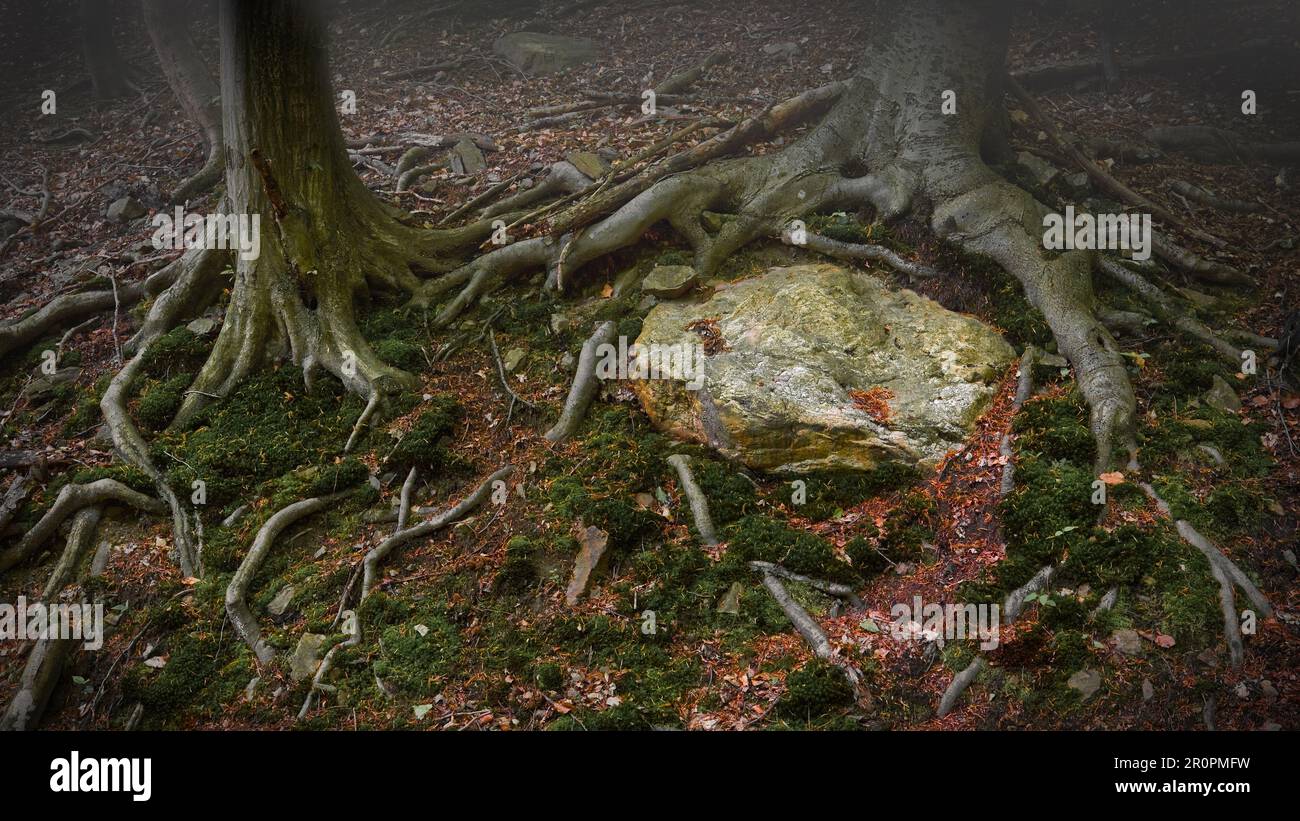 The trunks of two trees in the forest surrounding a piece of rock in ...