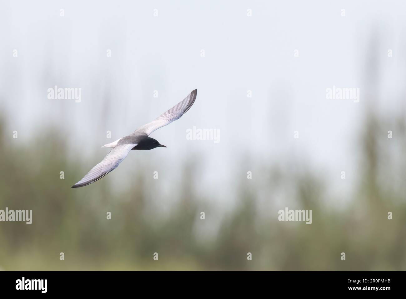 The white-winged tern, or white-winged black tern (Chlidonias ...