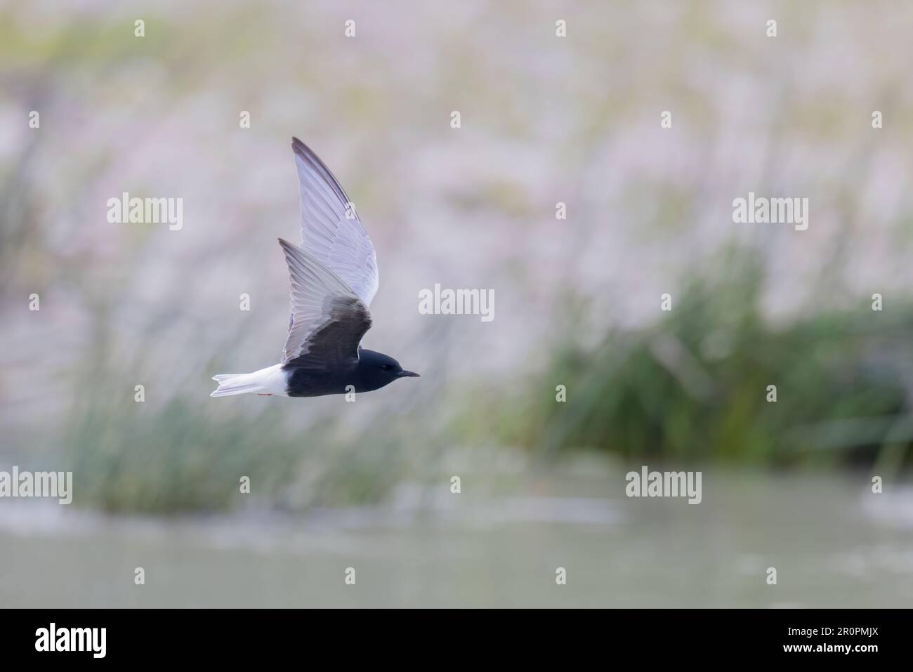 The white-winged tern, or white-winged black tern (Chlidonias ...