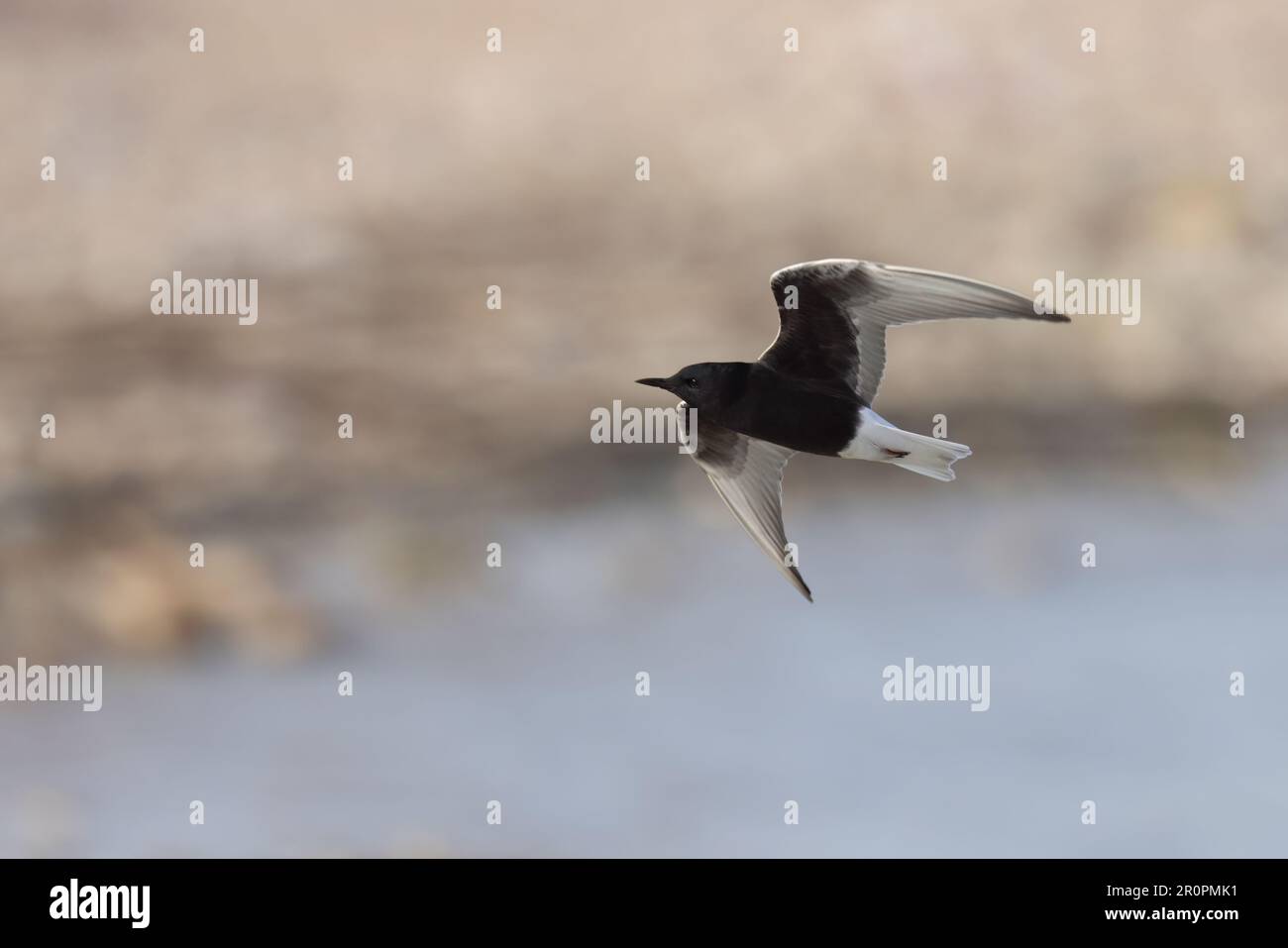 The white-winged tern, or white-winged black tern (Chlidonias ...