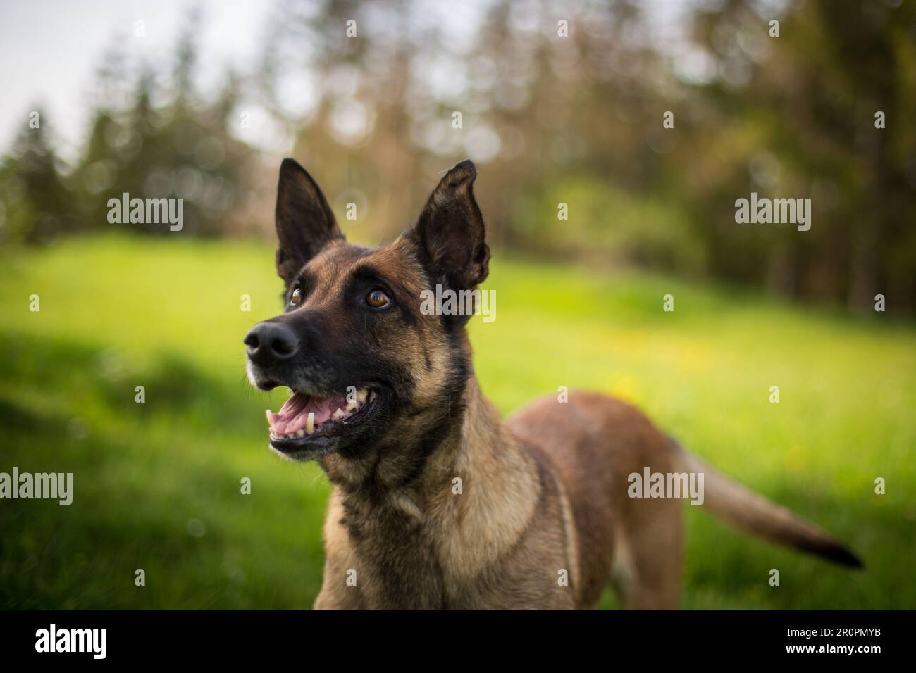 Portrait beautiful belgian shepherd hi-res stock photography and images ...