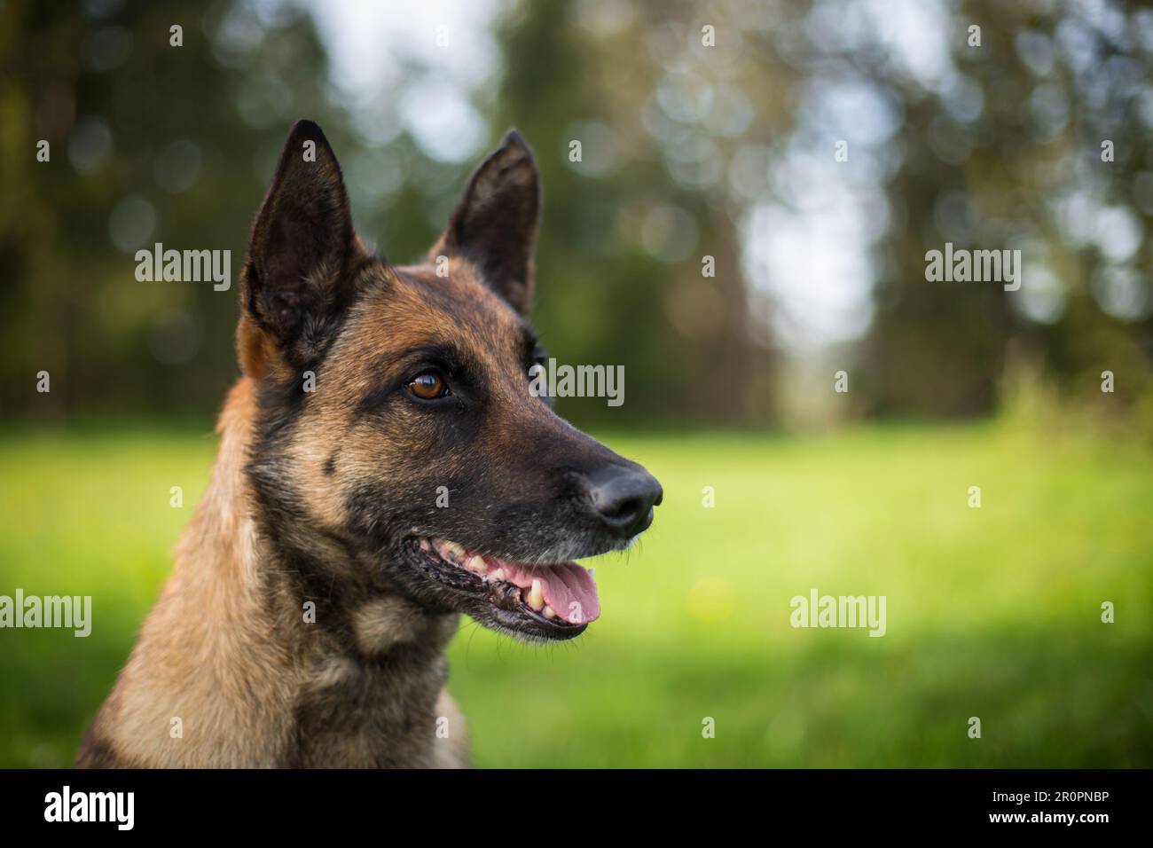 Beautiful purebred belgian malinois hi-res stock photography and images ...