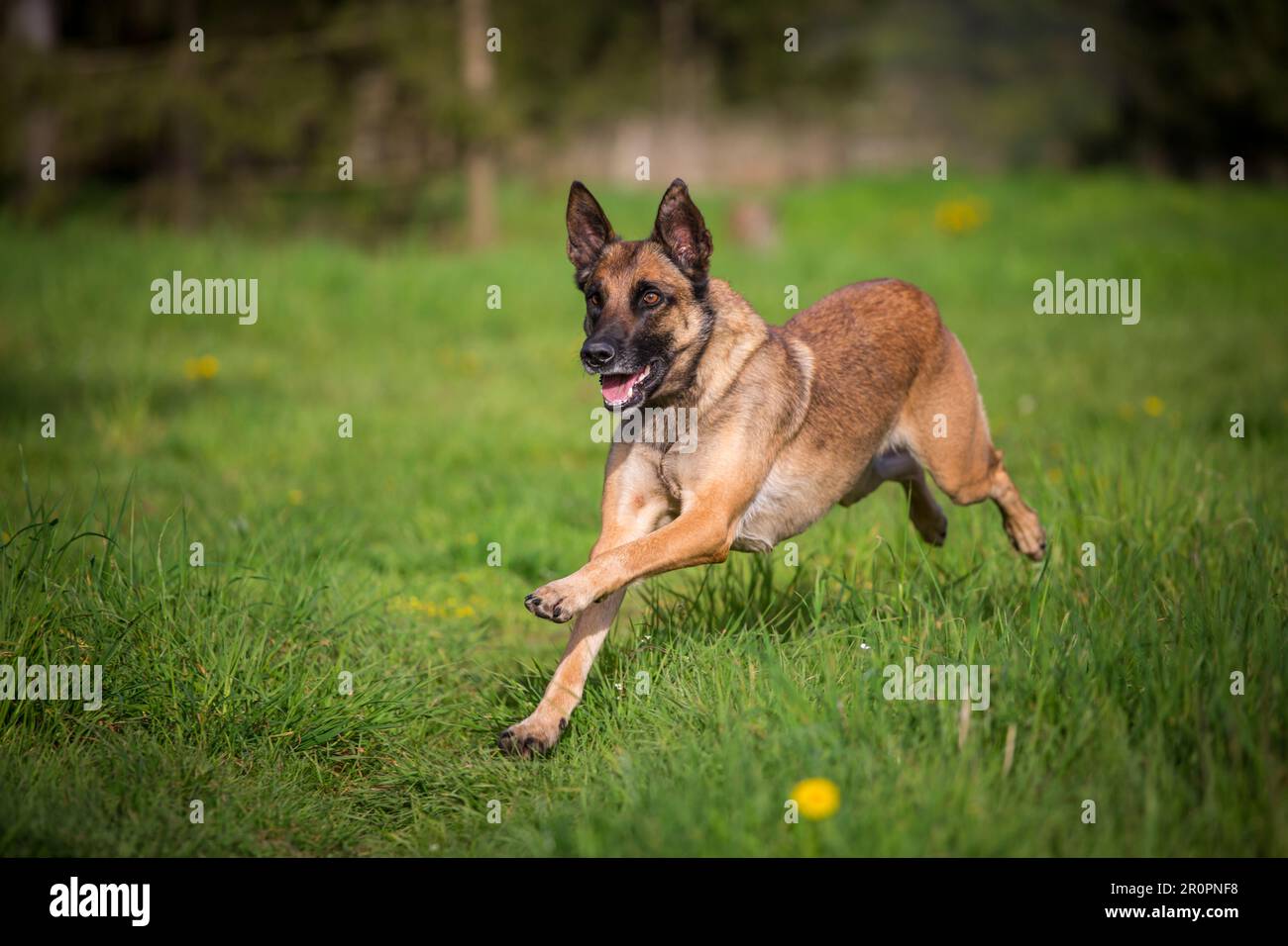 Canine dog running hi-res stock photography and images - Alamy