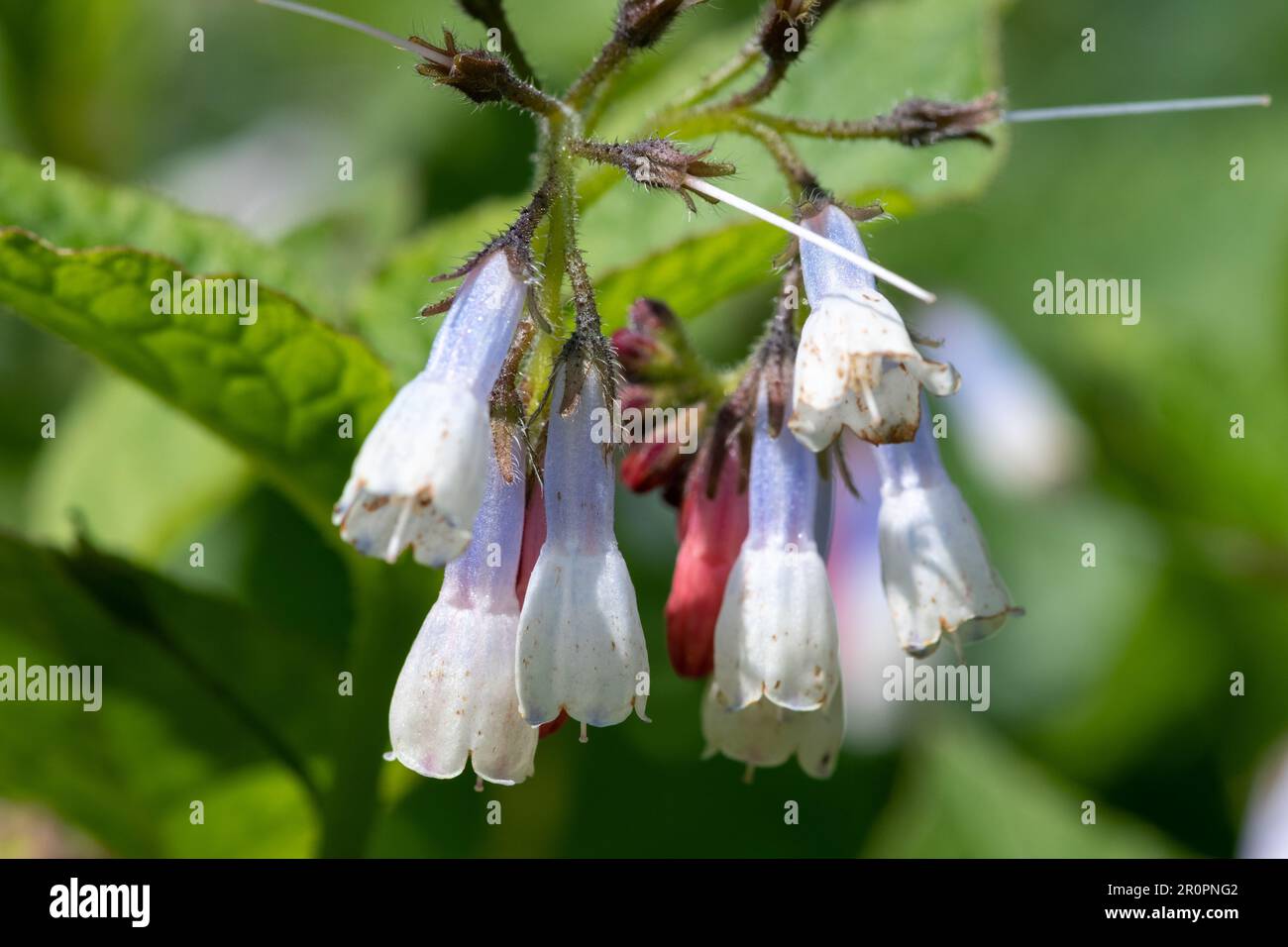 Close up of creeping comfrey (symphytum grandiflorum) flowers in bloom Stock Photo - Alamy