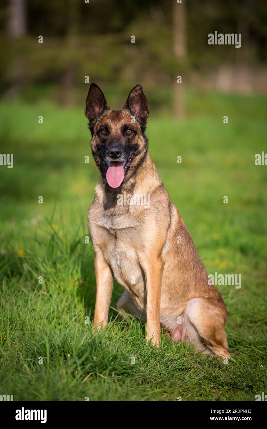 Senior sitting in a meadow hi-res stock photography and images - Alamy
