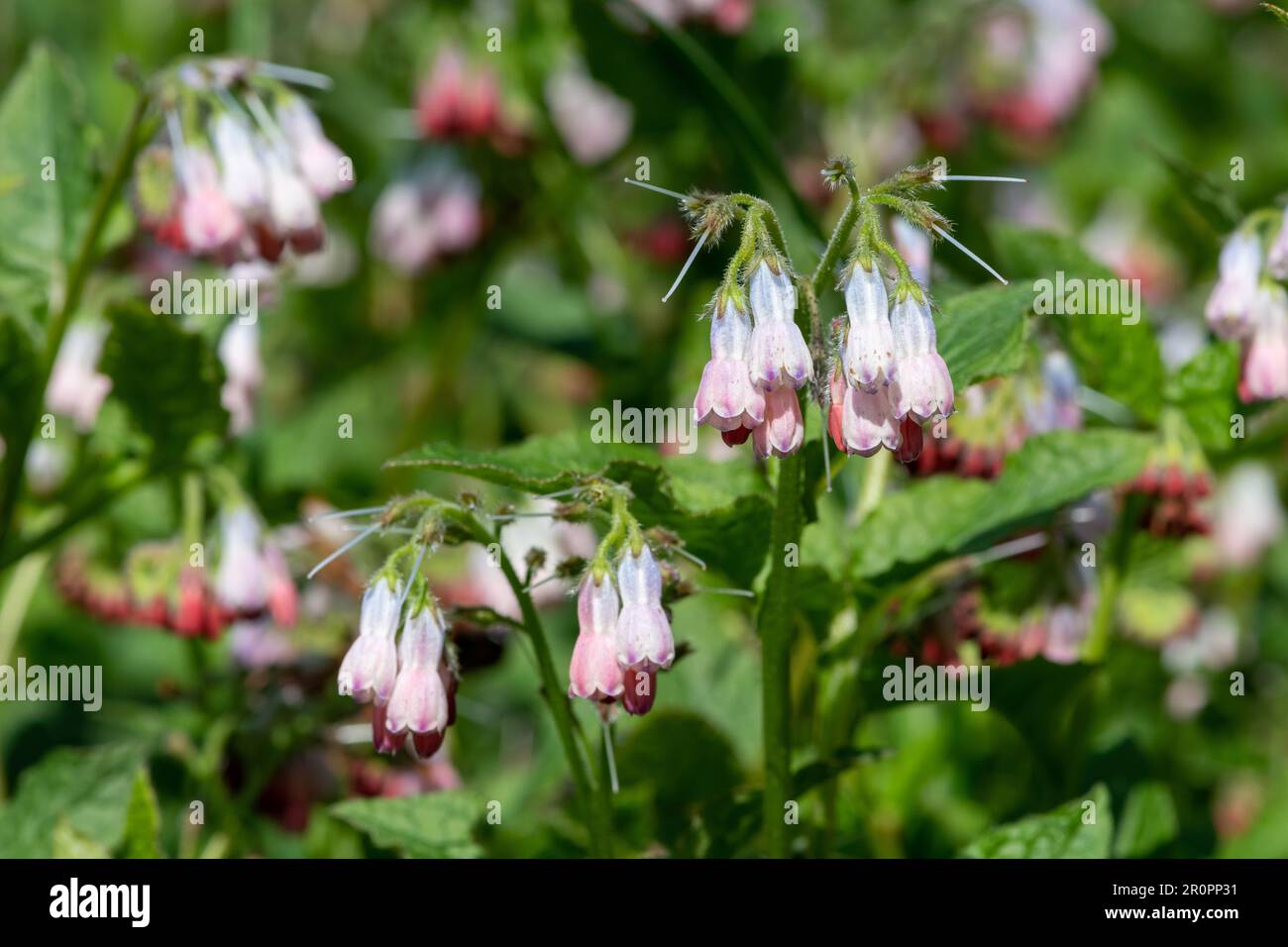 Close up of creeping comfrey (symphytum grandiflorum) flowers in bloom Stock Photo - Alamy