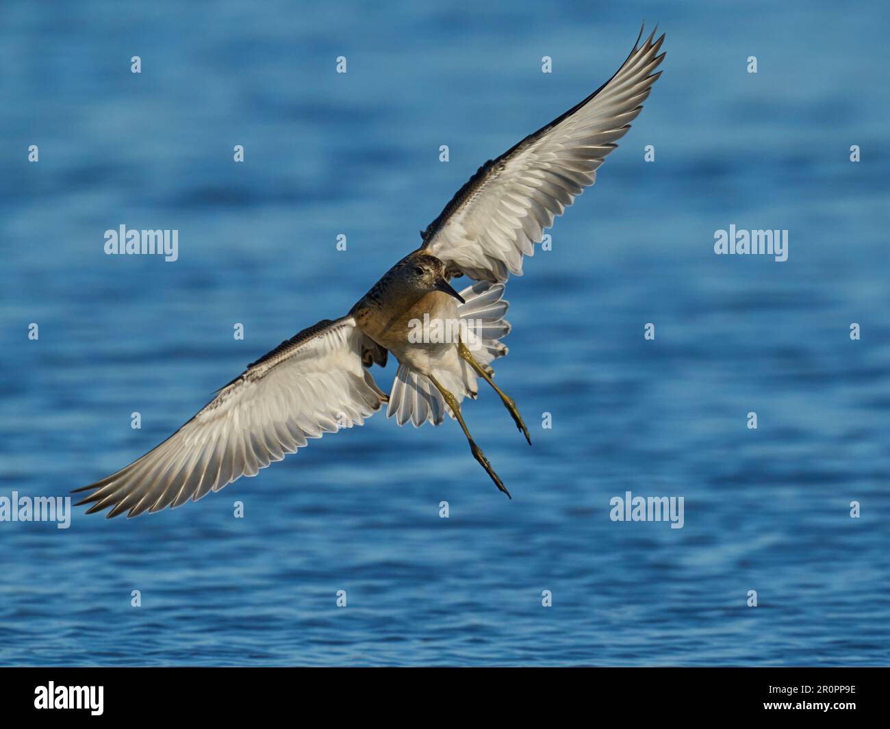 Ruff in its environment hi-res stock photography and images - Alamy