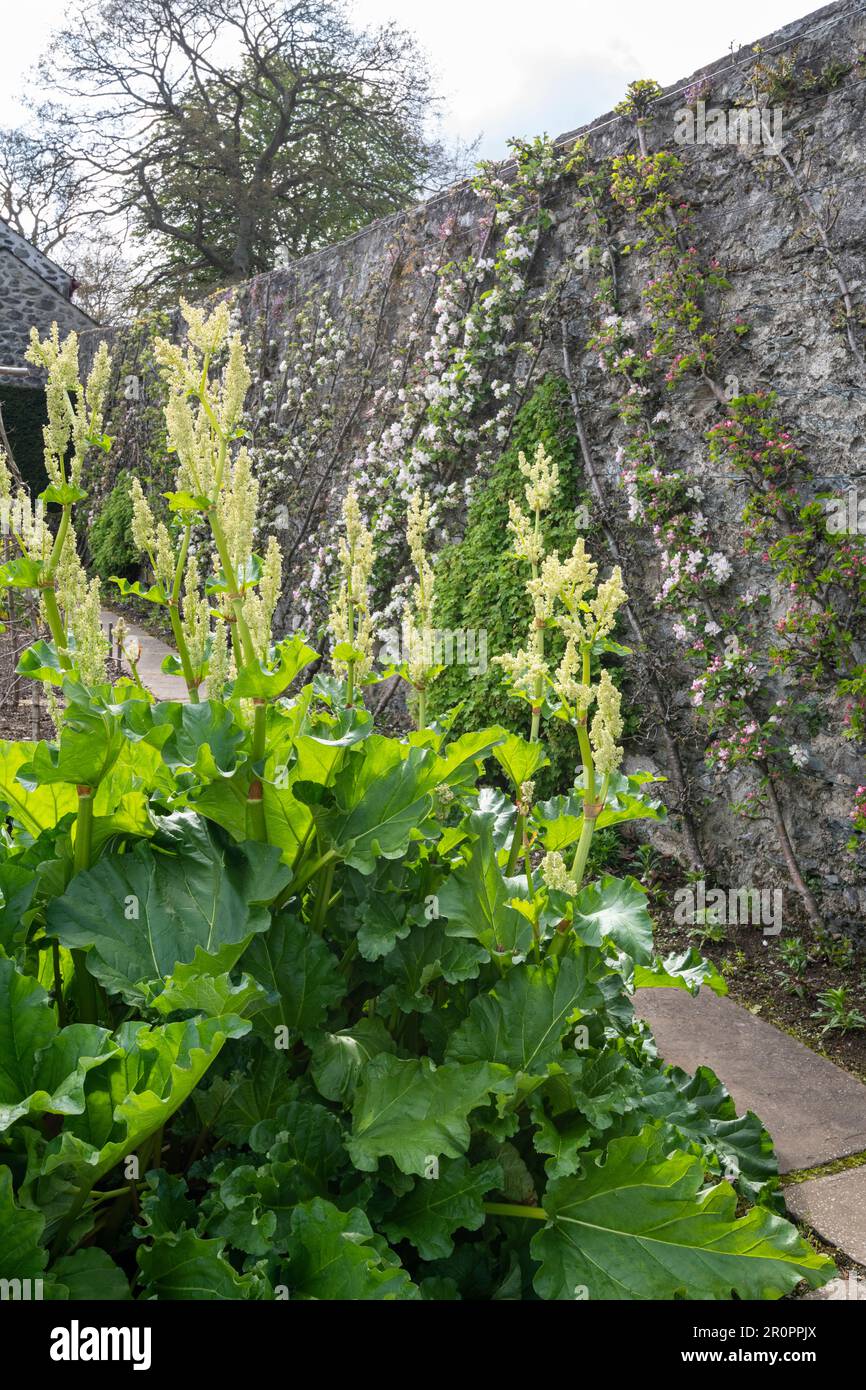 Plas Cadnant Hidden Gardens a beautiful garden in Menai Bridge ...