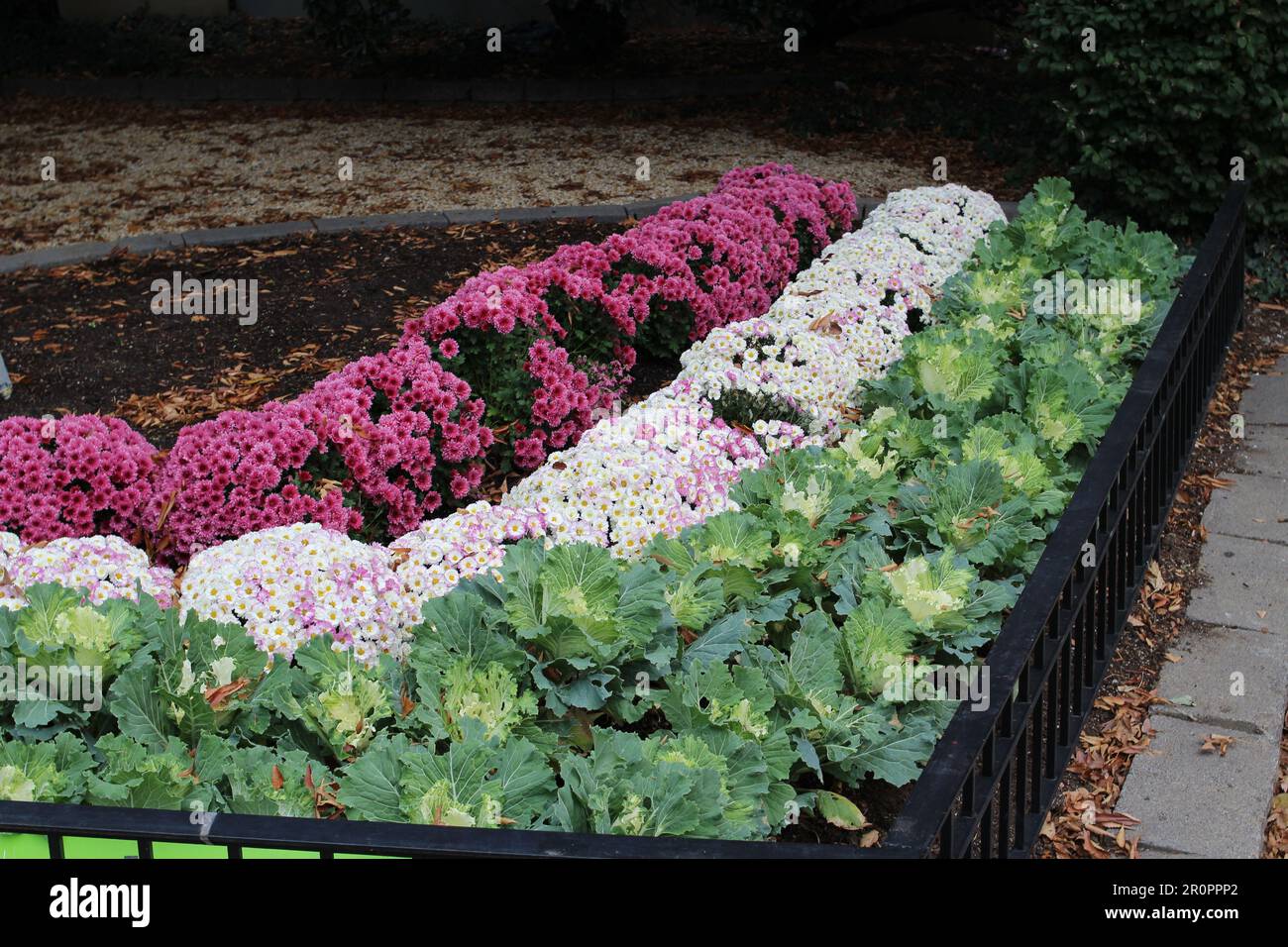 WASHINGTON, D.C., USA - NOVEMBER 14, 2016 municipal planting in the ...