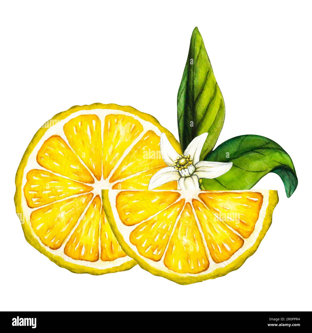 Lemon Illustration