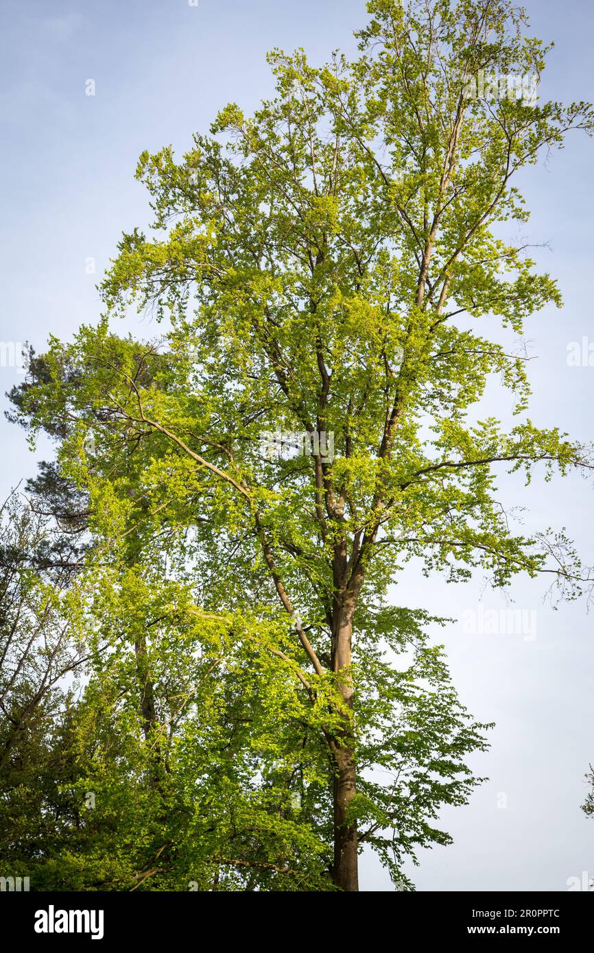 Green deciduous trees in the spring, Altmühltal, Bavaria, Germany Stock ...