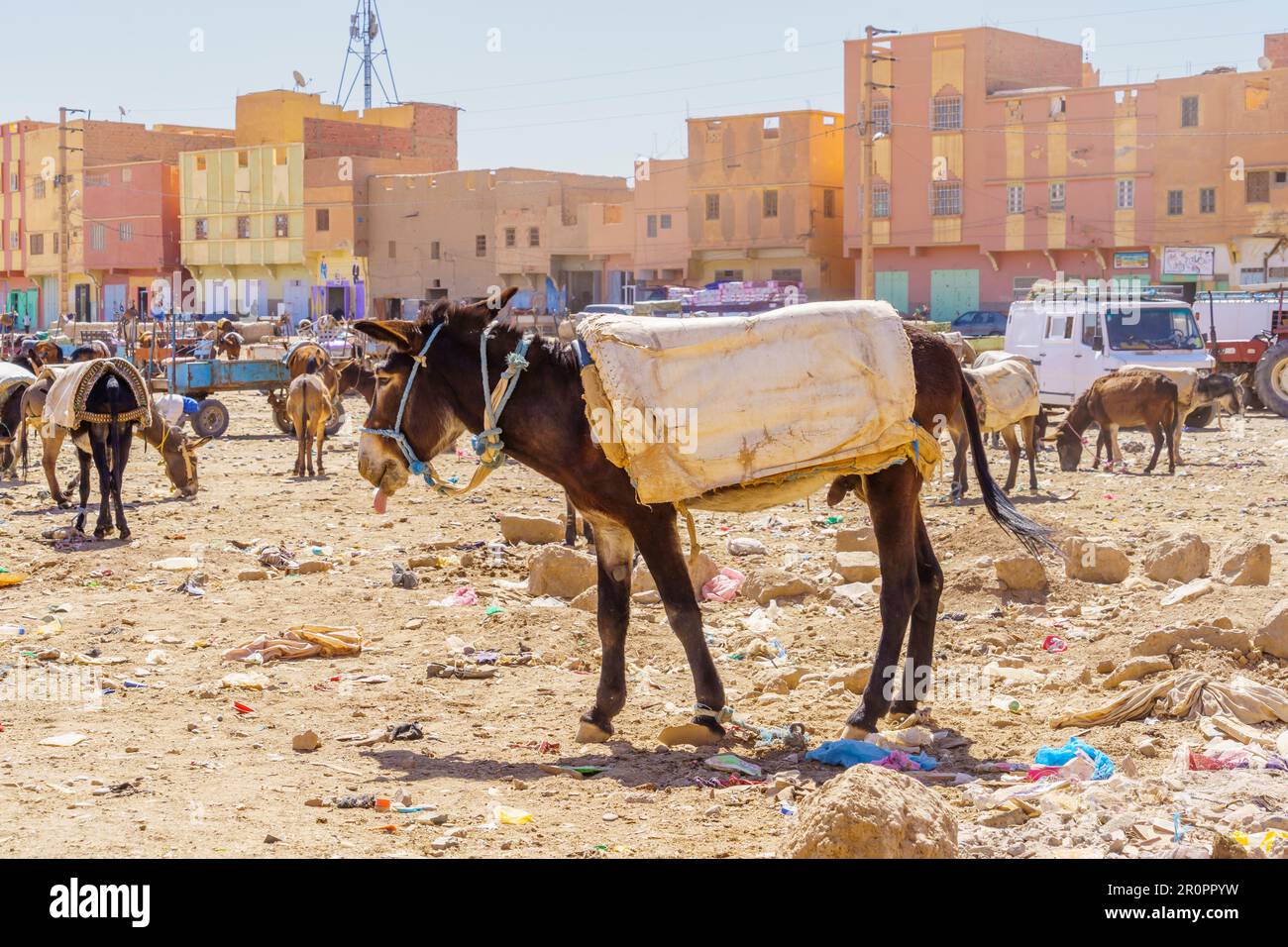 Rissani, Morocco - April 02, 2023: Market scene, with the donkeys ...