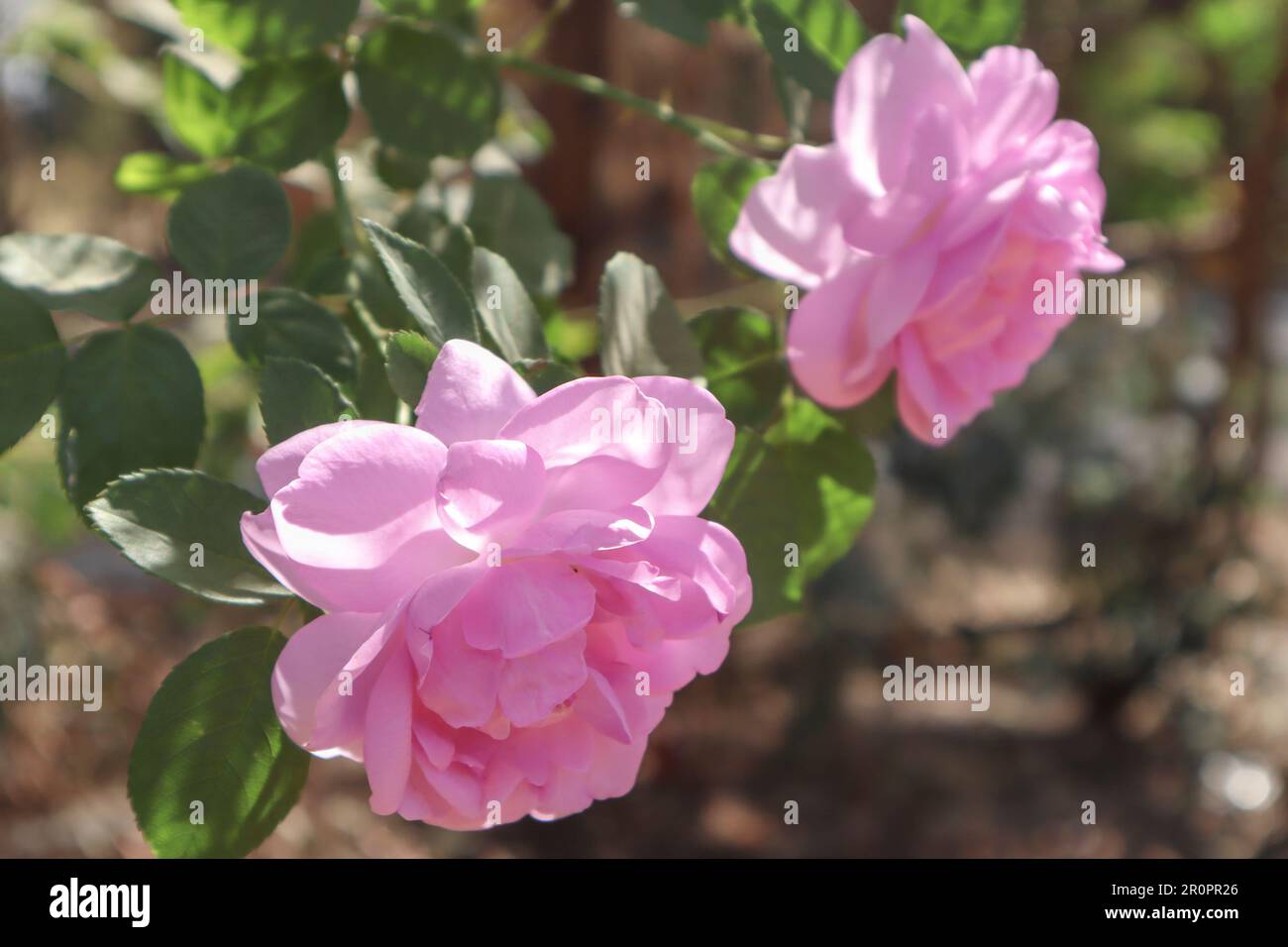 Beautiful light Pink Rose flowers bunch big shrubs in garden Stock ...