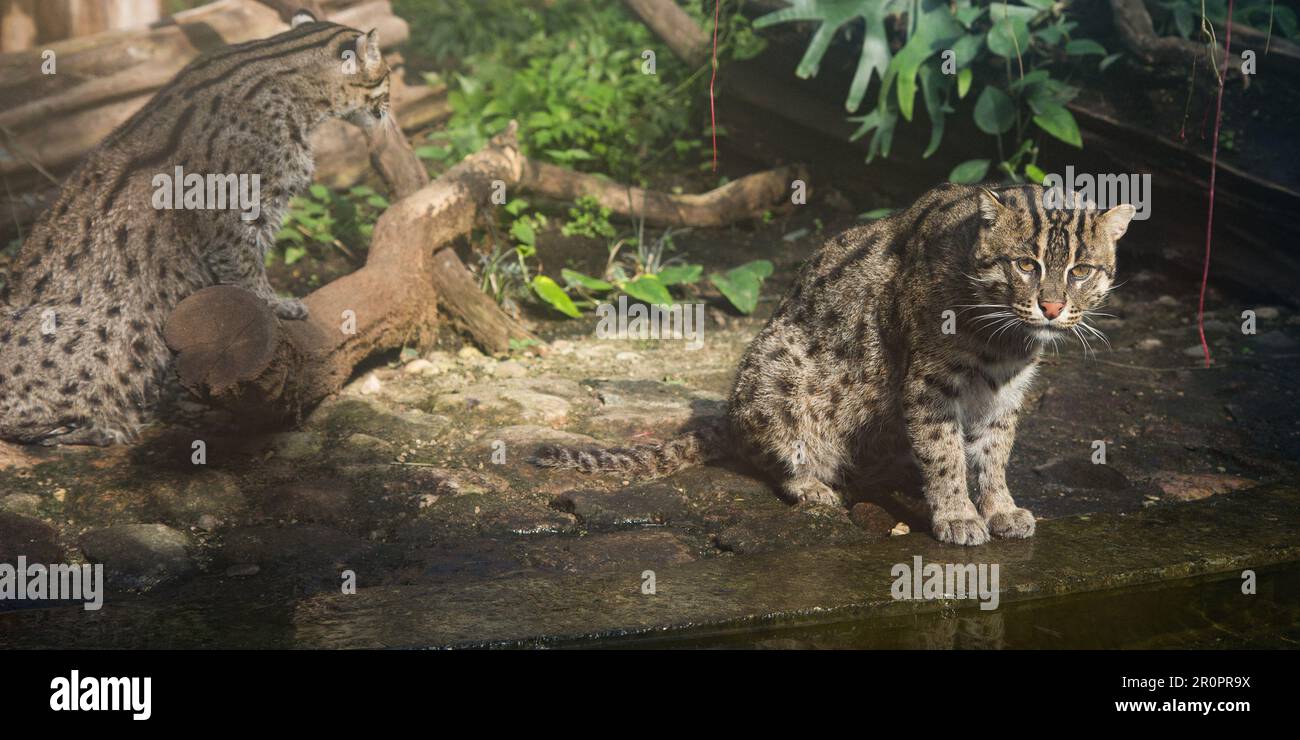Adorable couple kissing in hi-res stock photography and images - Alamy