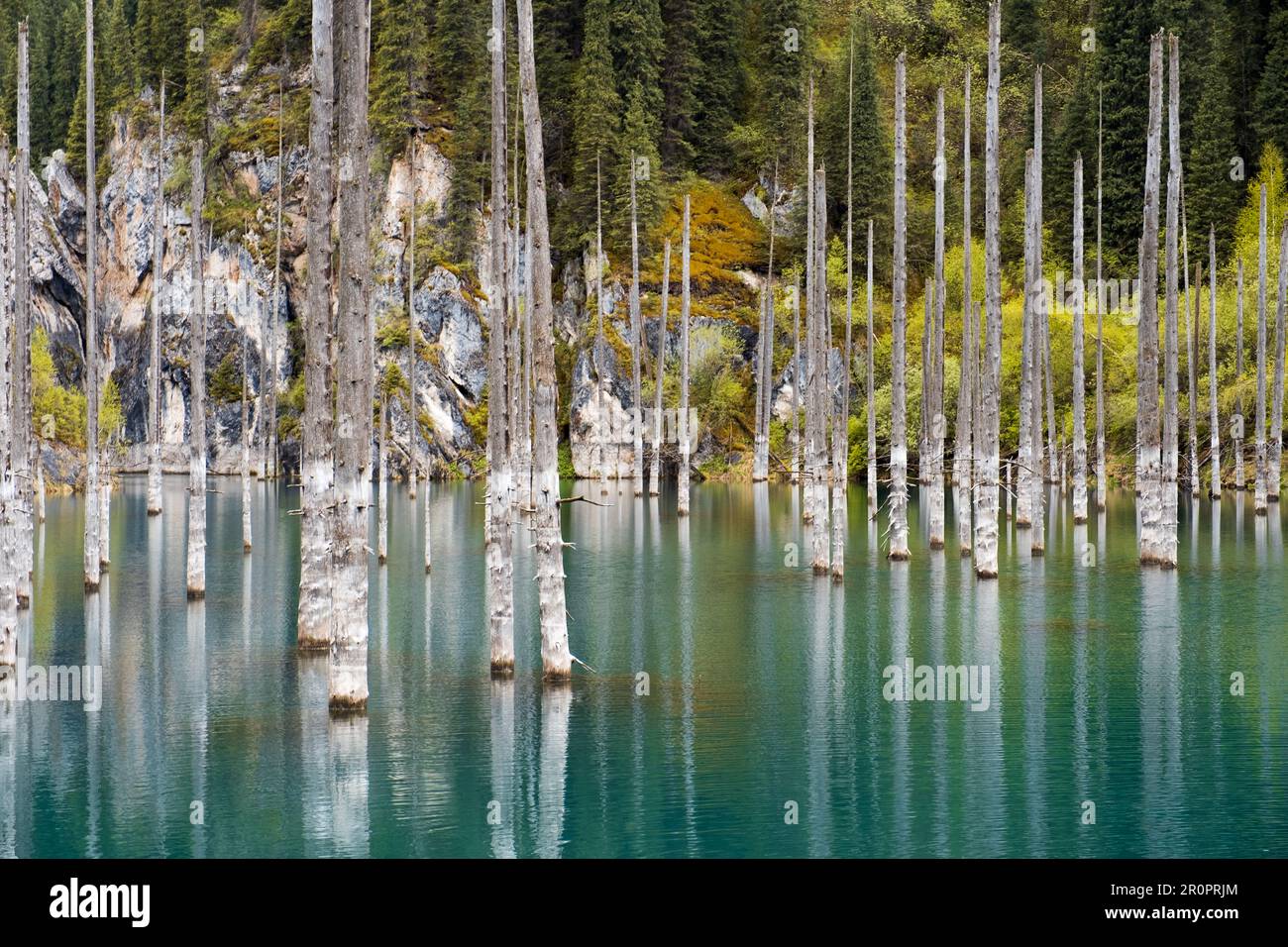 Dead submerged trees in the Kaindy (Kaiyndy) lake in South East ...