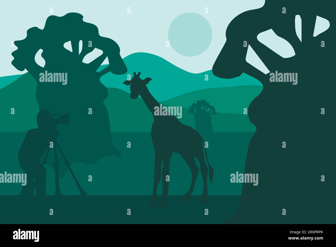 Photographer photographs walking giraffe in African safari. Green ...