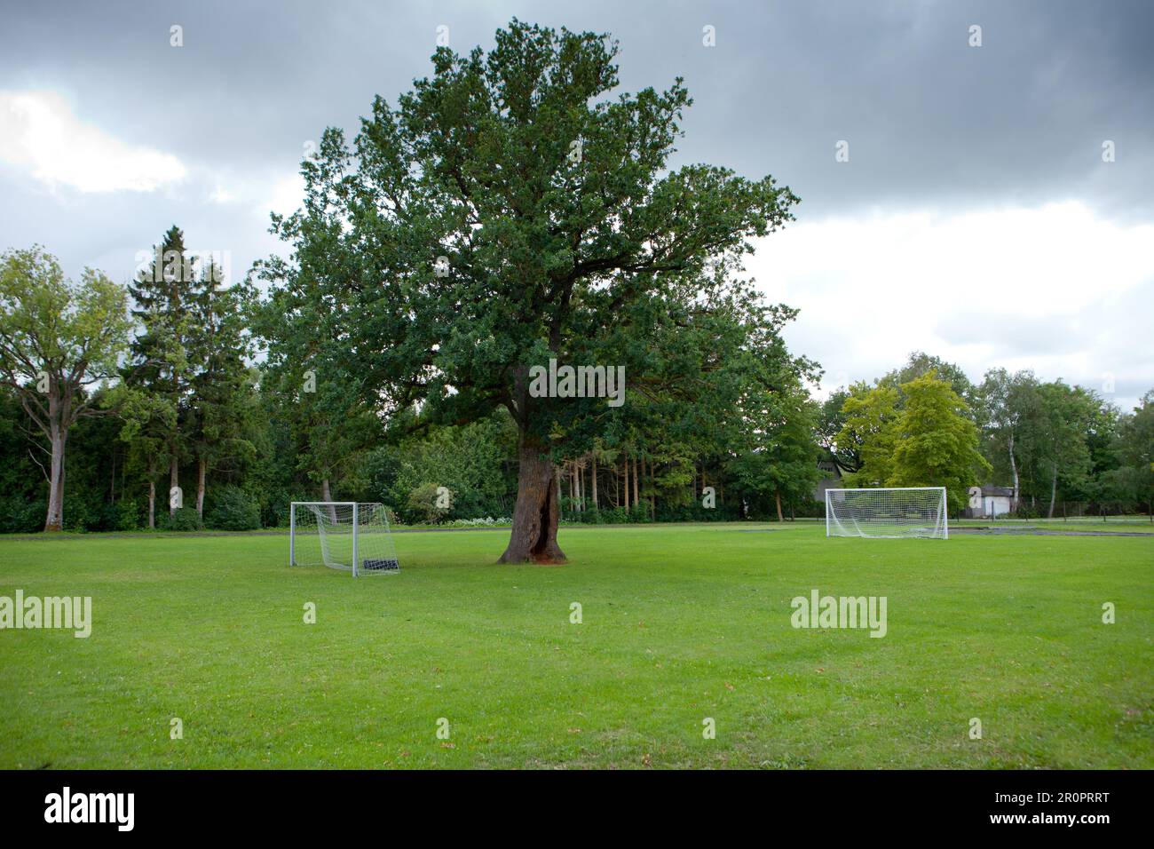 oak tree growing at the stadium in saaremaa island in estonia at summer ...