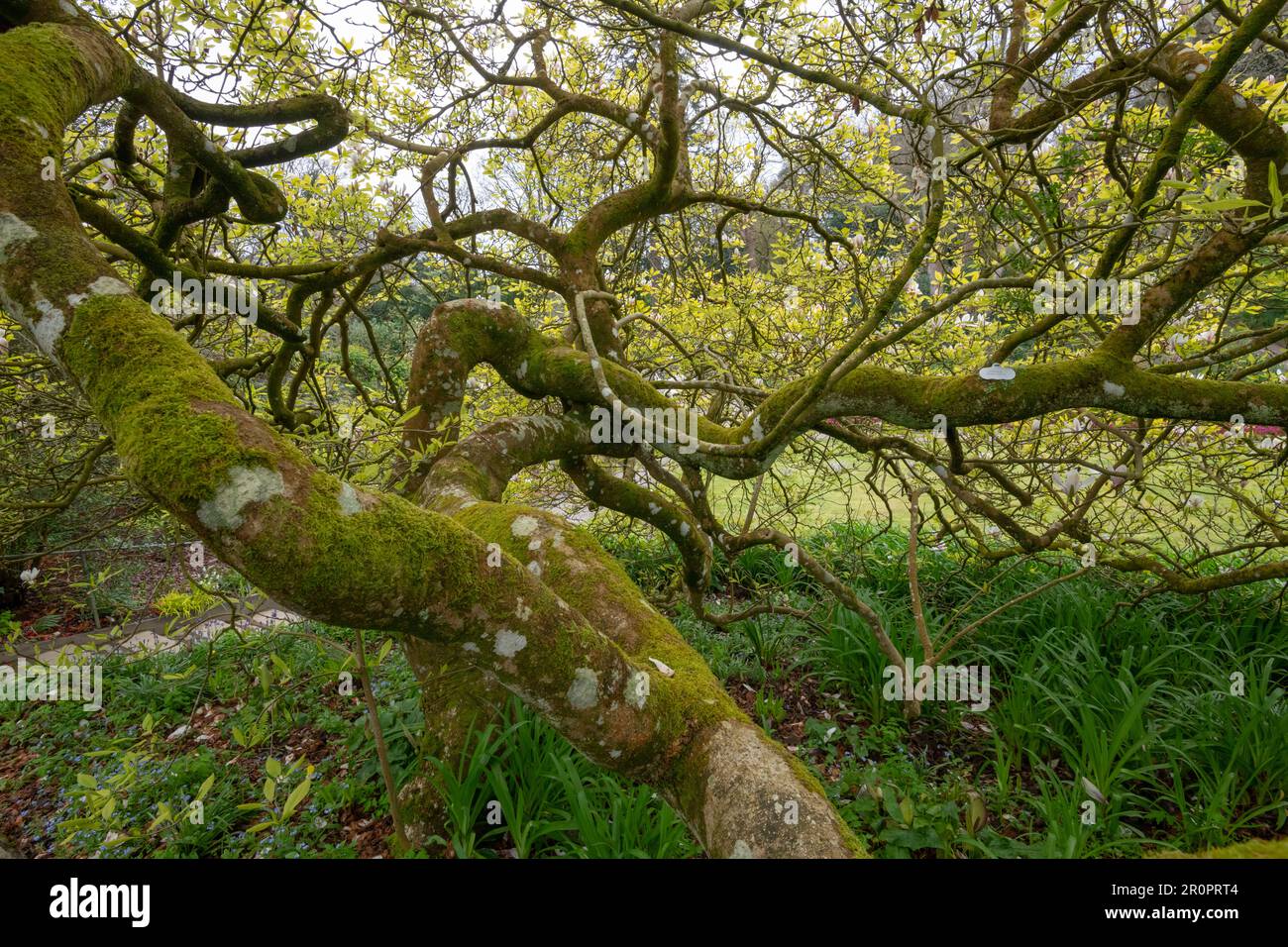 Plas Cadnant Hidden Gardens a beautiful garden in Menai Bridge ...