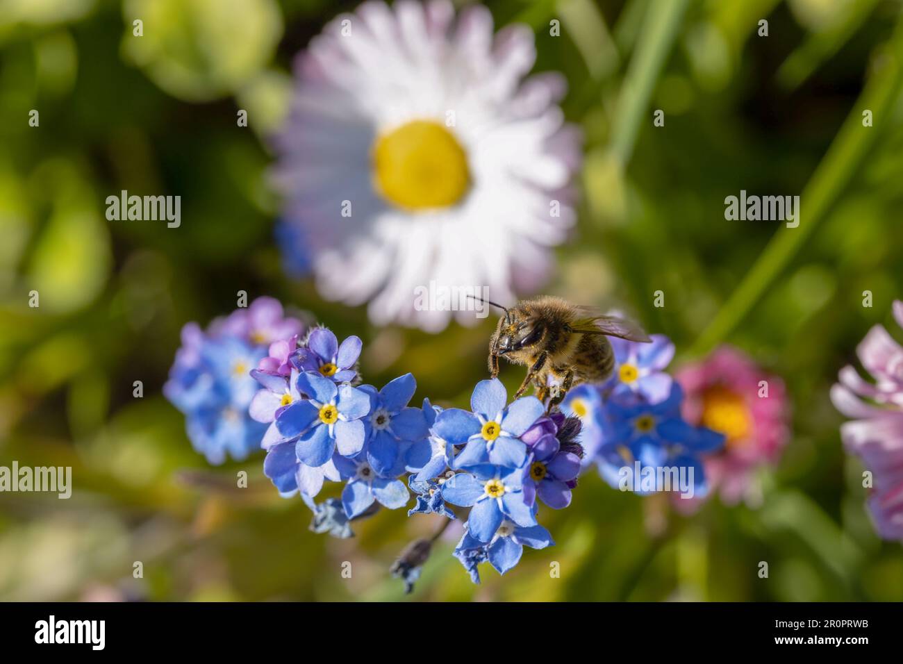 Bee while collecting pollen and flowers. Forget-me-nots and daisy. Day ...