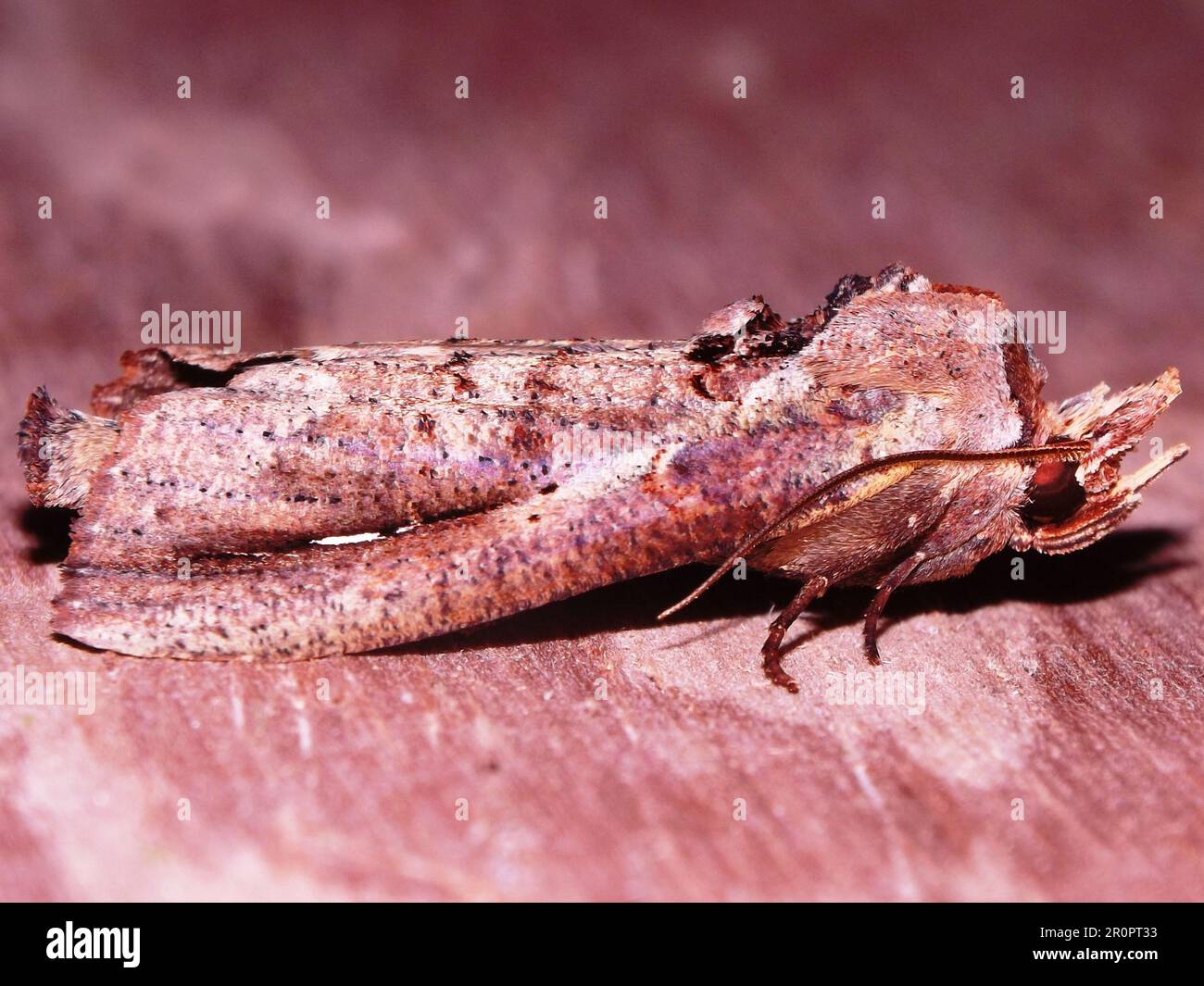 Prominent moth (Family Notodontidae) Hapigia dorema species isolated on ...