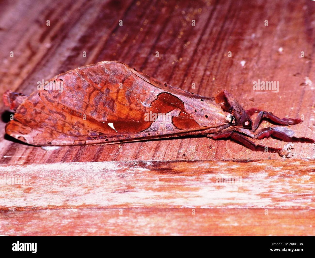 Prominent moth (Family Notodontidae) Hapigia dorema species isolated on ...