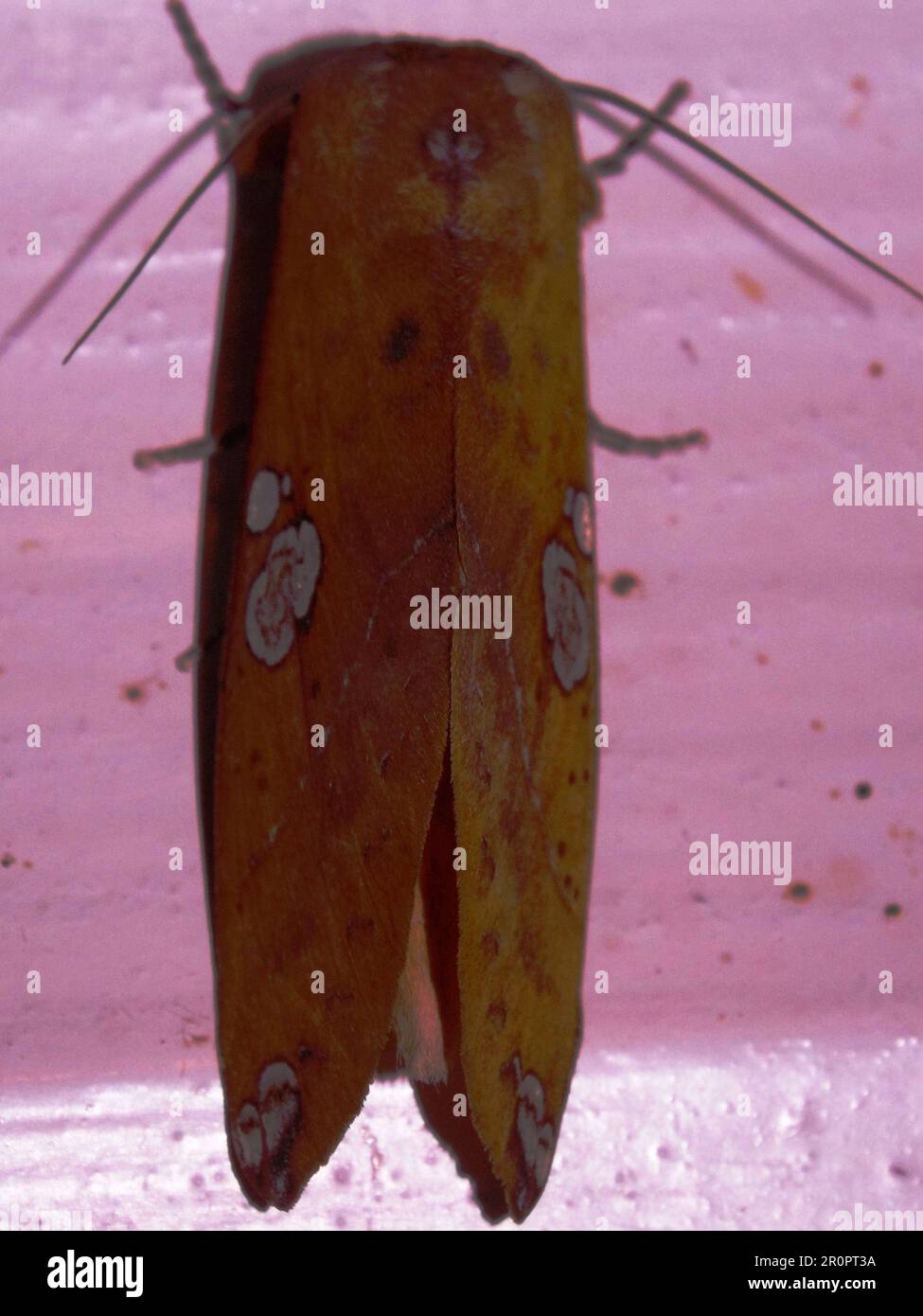 Prominent moth (Family Notodontidae) Hapigia dorema species isolated on ...