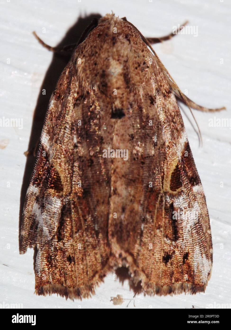 Prominent Moth (family Notodontidae) of indeterminate species isolated ...