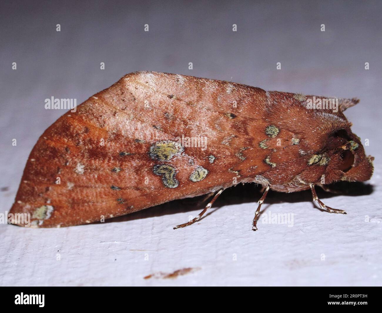 Prominent Moth (family Notodontidae) of indeterminate species isolated ...