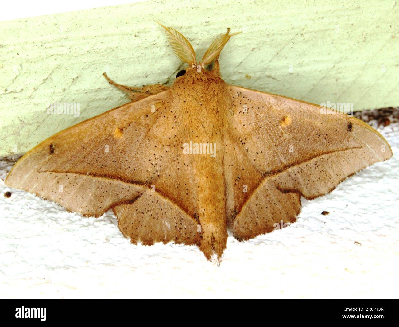 sack-bearer moth (family Mimallonidae) Cicinnus species isolated on a ...
